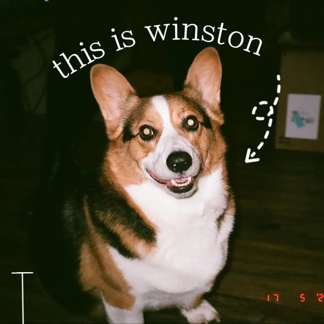 I'm Happy Corgi Engineer Tee Shirt, 59% OFF