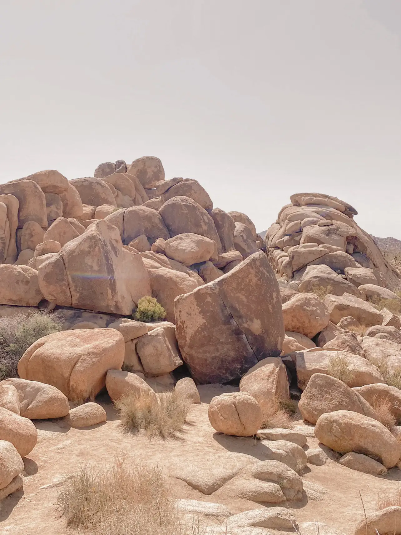 Joshua Tree: Favorite place to explore & shop! | แกลเลอรีที่โพสต์โดย ...