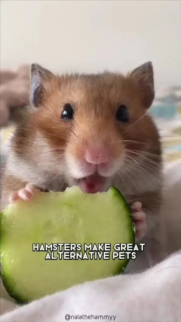 petslovers posted a contributi | Video published by Pets Lovers | Lemon8