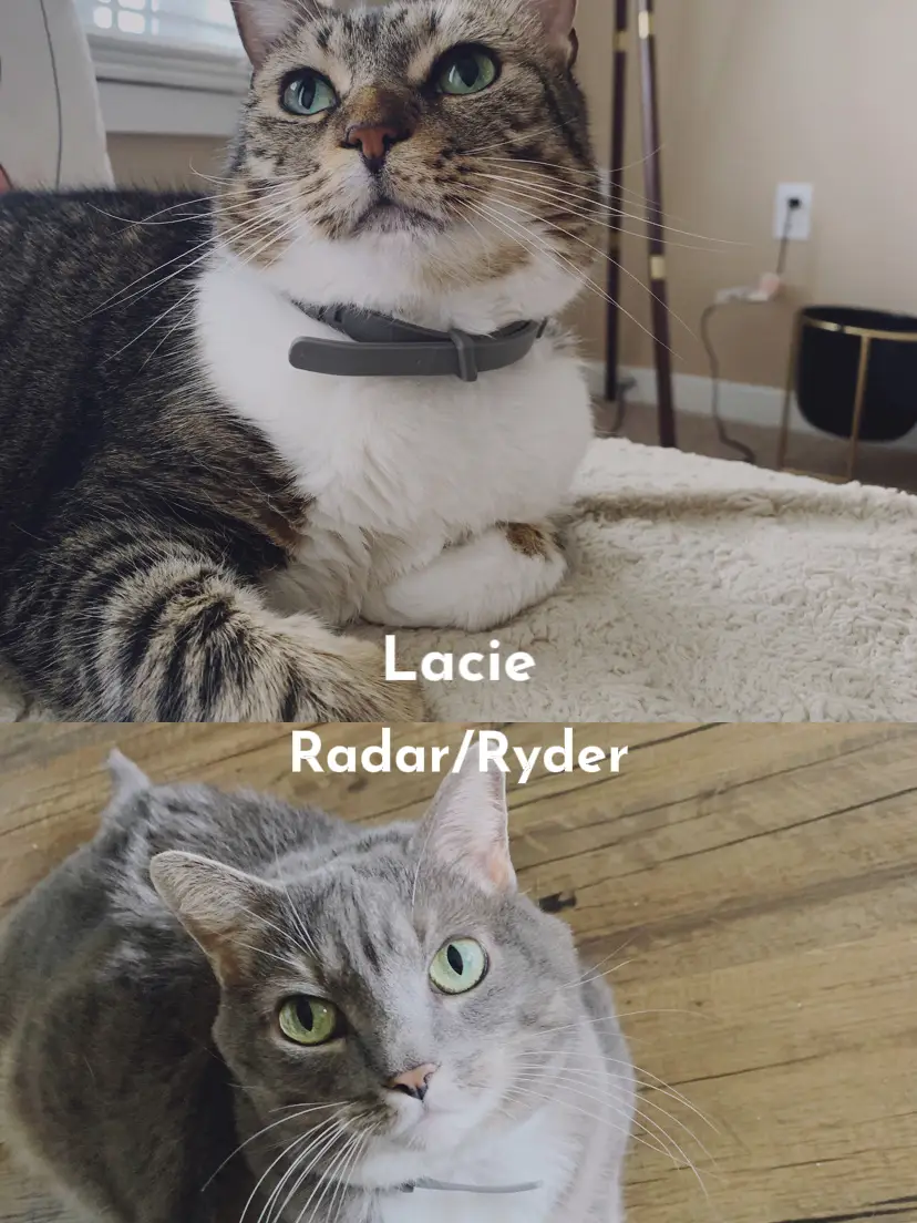 Meet my cats :) | Gallery posted by e | Lemon8