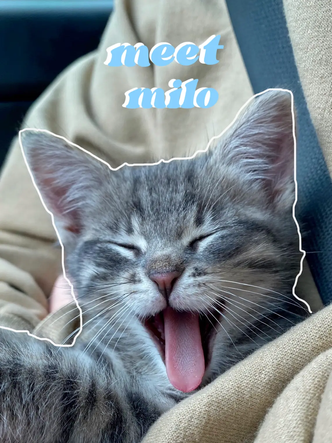 meet milo ☀️ | Gallery posted by liv | Lemon8