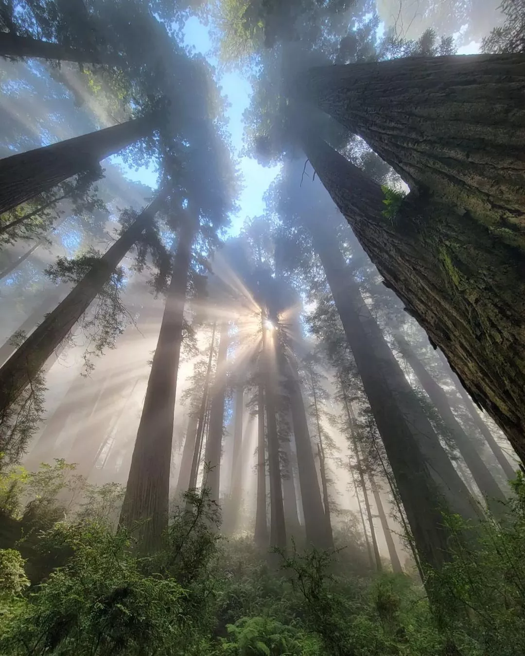 Legendary California Redwoods | Gallery posted by Travel+nature🌎 | Lemon8