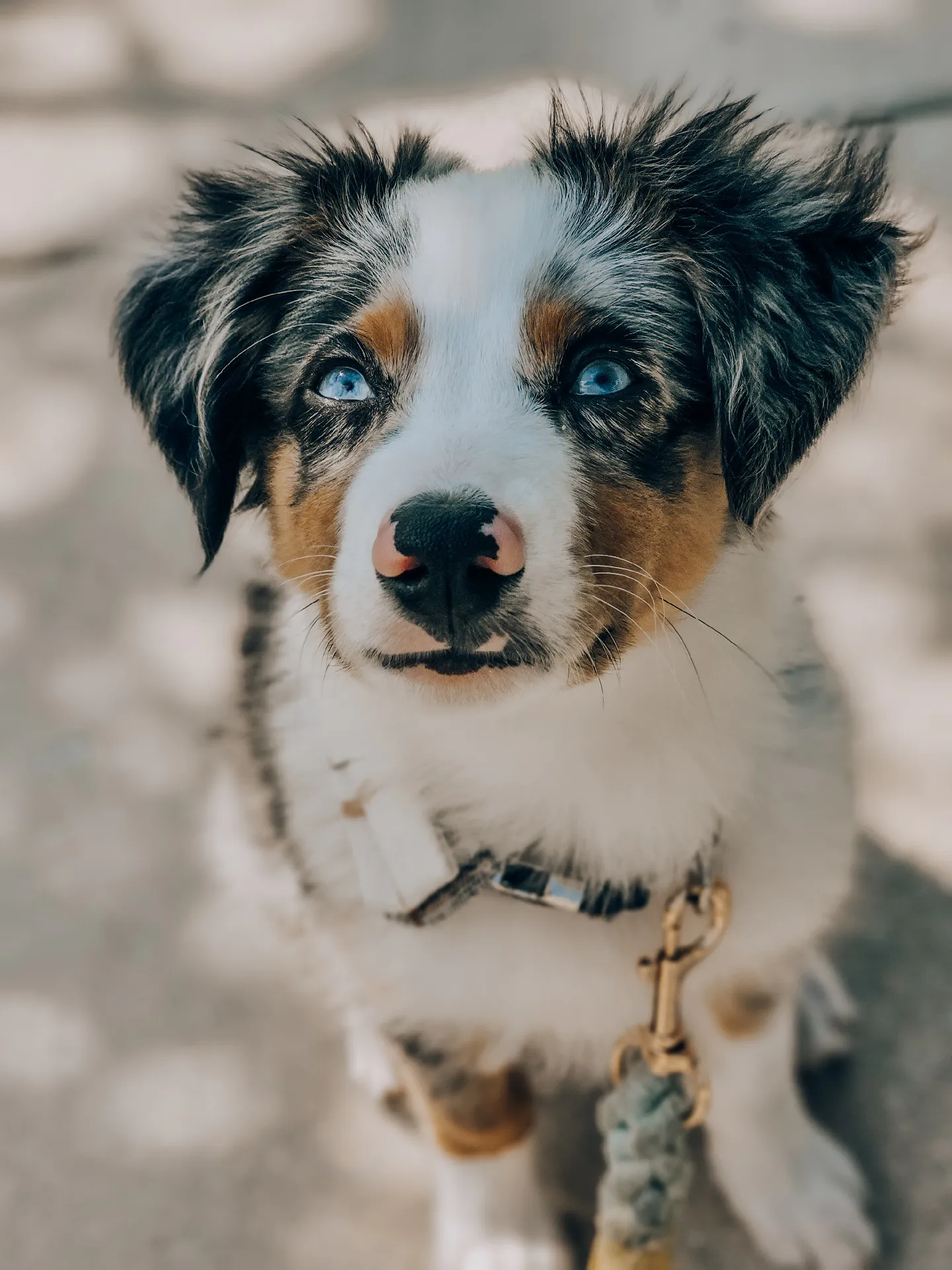 Happy to be on a walk | Gallery posted by Jasper | Lemon8