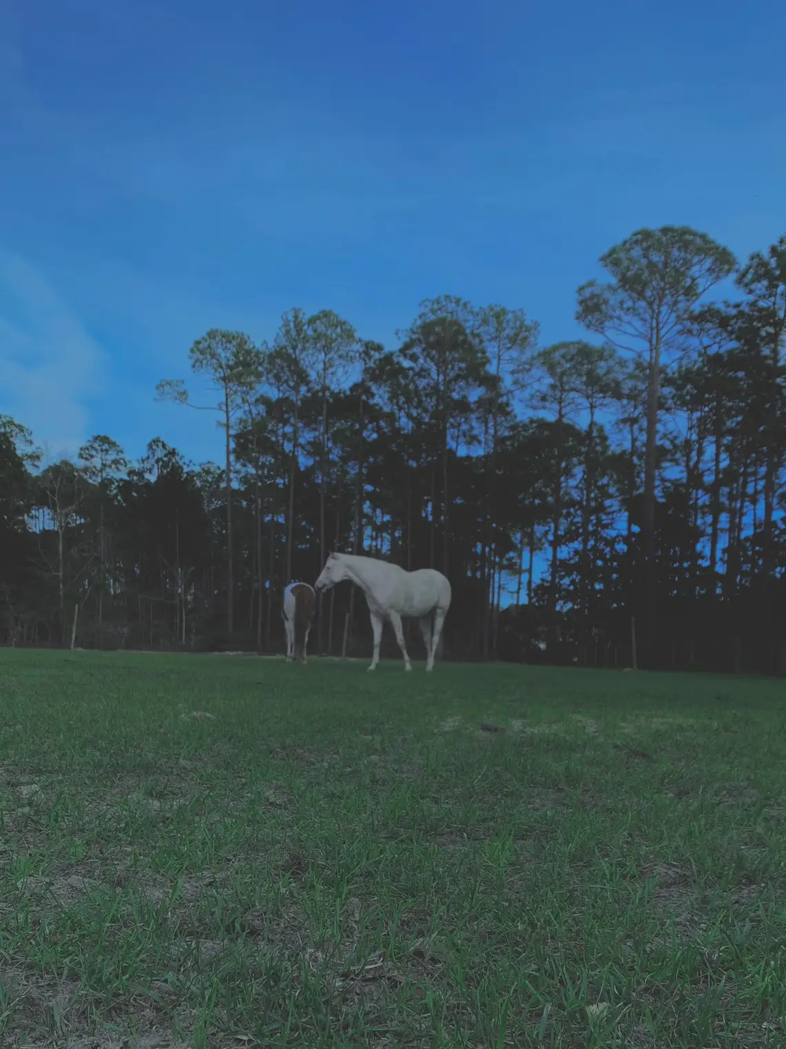 This week (horse show) | Gallery posted by The Farm | Lemon8