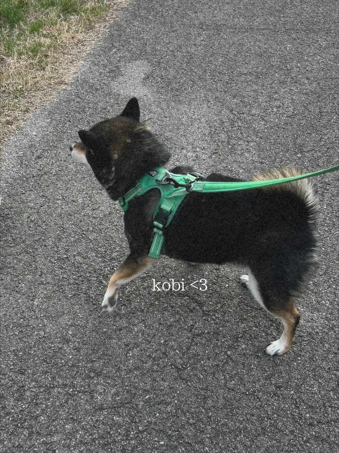 today’s random snapshots🍄 | Gallery posted by rojeen 🖤 | Lemon8