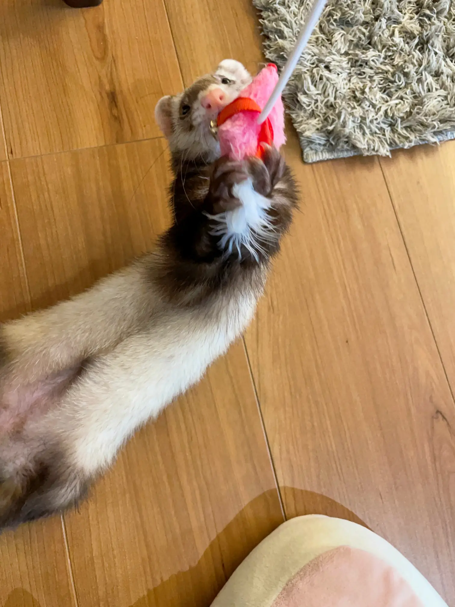 Ferret "Kawa" playing with toys | Gallery posted by kawa★yuki | Lemon8