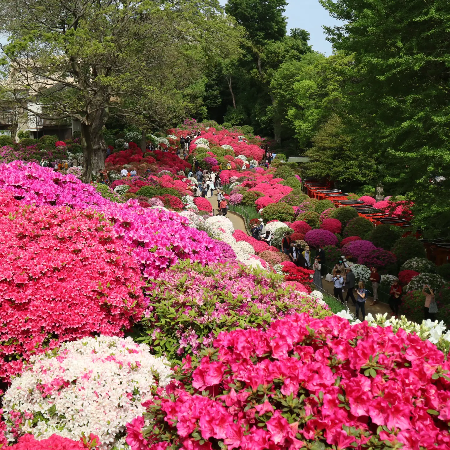 文京つつじまつり | ZENが投稿したフォトブック | Lemon8