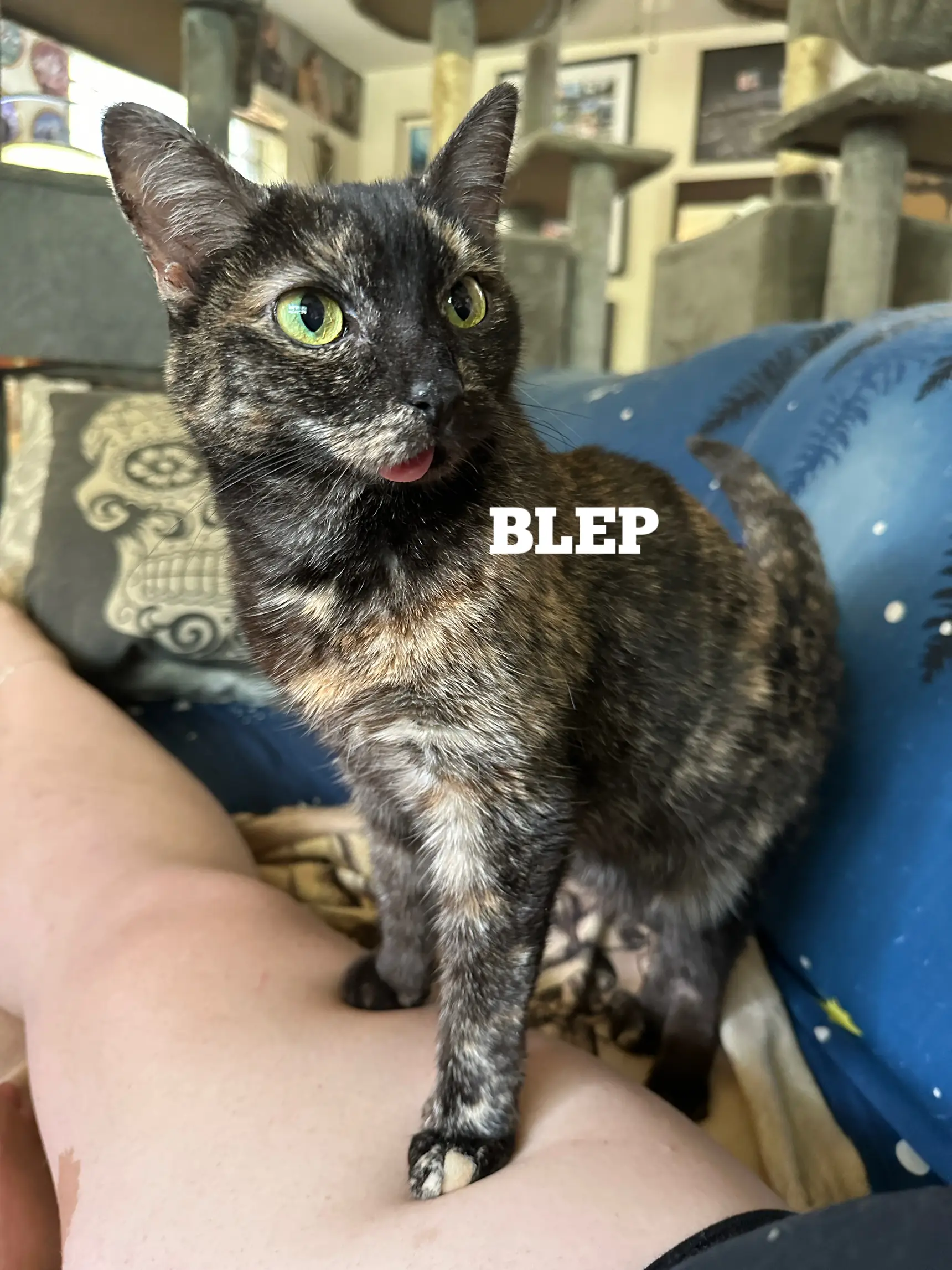 BLEP | Gallery posted by catladytails | Lemon8