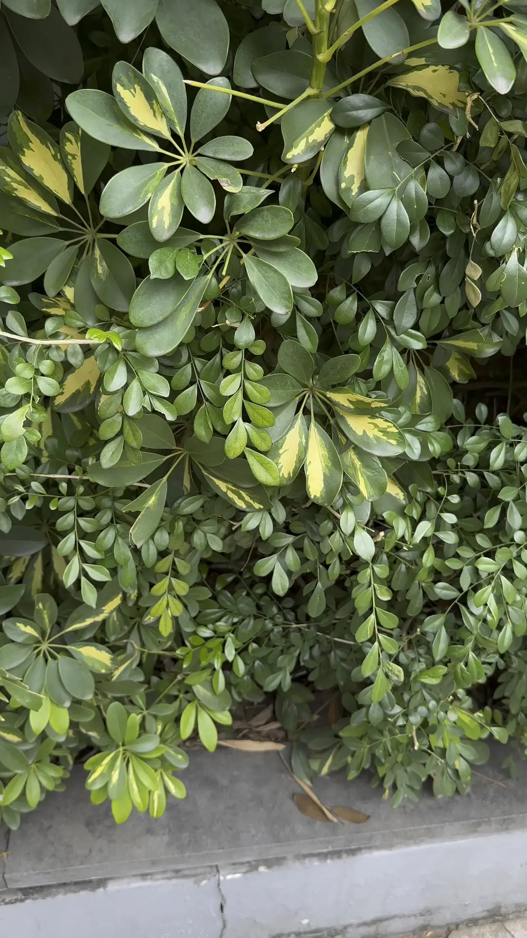 Leica M7 | KON ZENGの投稿動画 | Lemon8