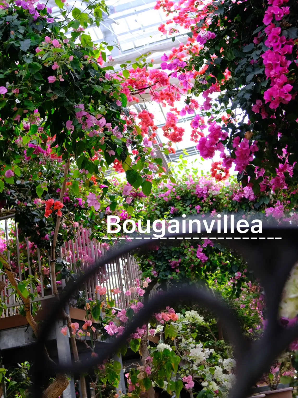 บ้าน Bugen Ureshino กับ Totoro | แกลเลอรีที่โพสต์โดย kousoukurai | Lemon8