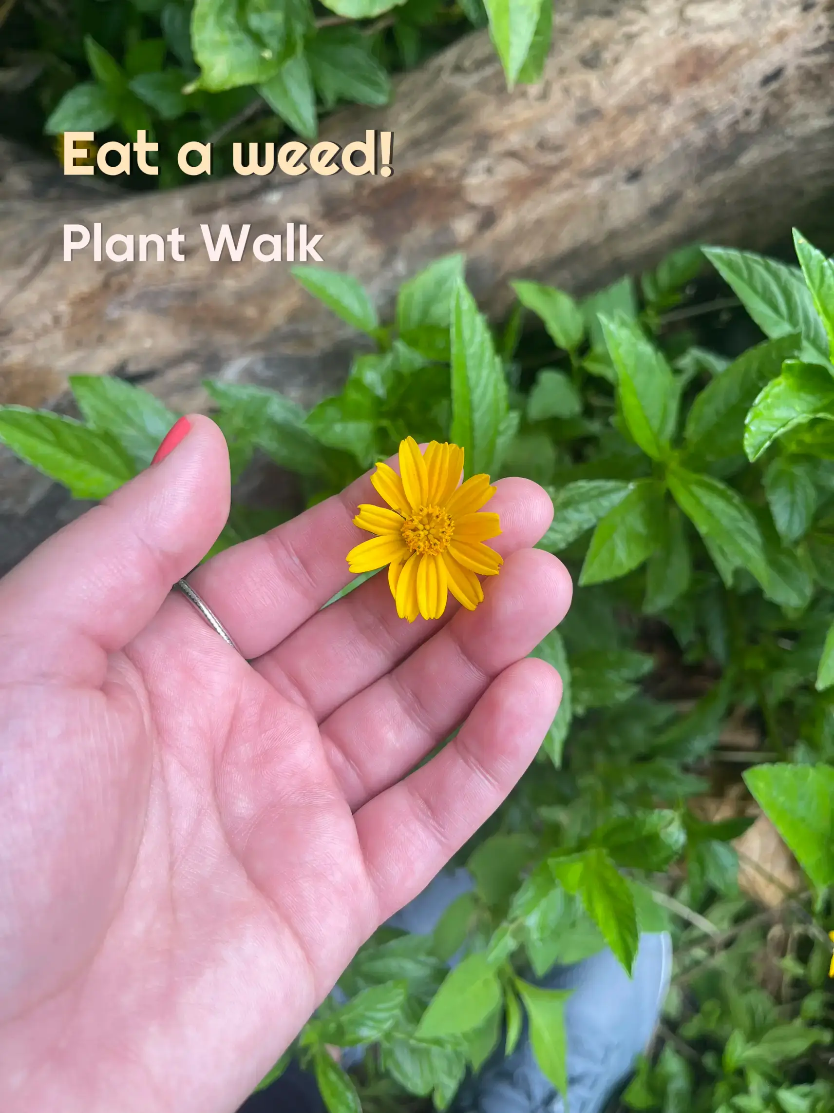 Plant walk 🌱 | Gallery posted by Maria 🌿🌙 | Lemon8