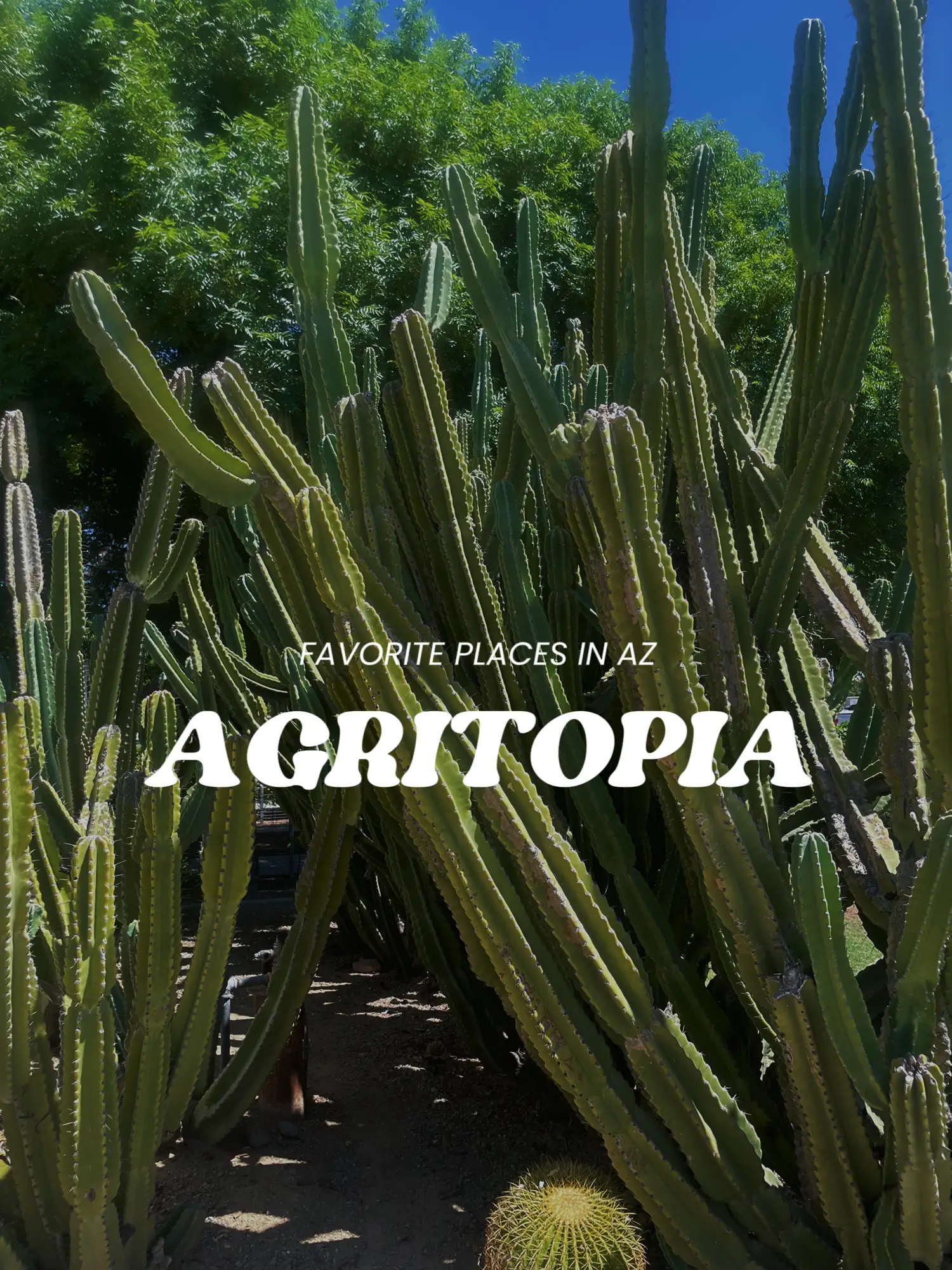 FAVORITE PLACES IN AZ: AGRITOPIA | Gallery posted by Mallori | Lemon8