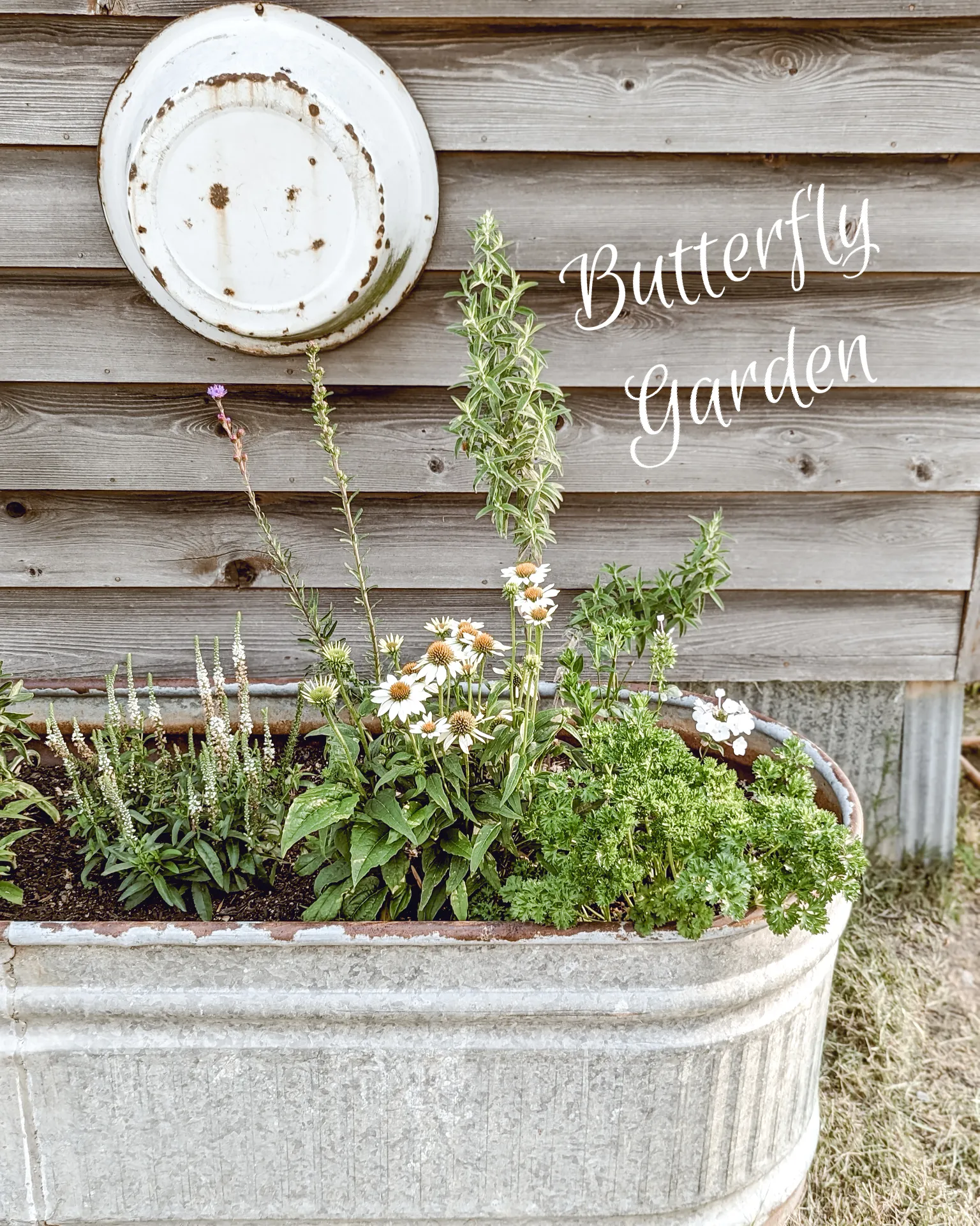 MINI BUTTERFLY GARDEN 🦋 | แกลเลอรีที่โพสต์โดย Downshilohroad | Lemon8