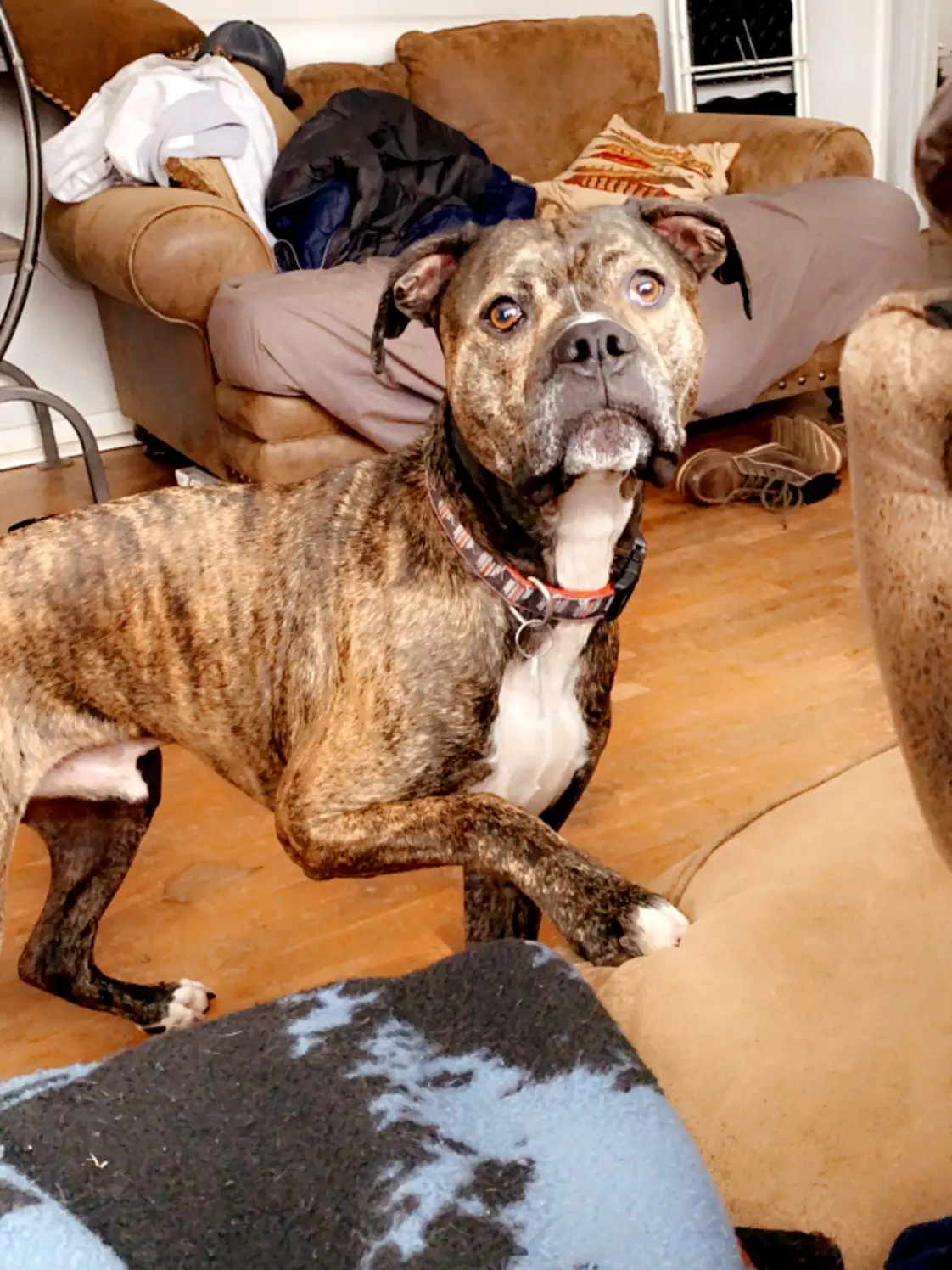 Archie, aka Mr. Pibbles, Pibble head, pibs. | แกลเลอรีที่โพสต์โดย ...