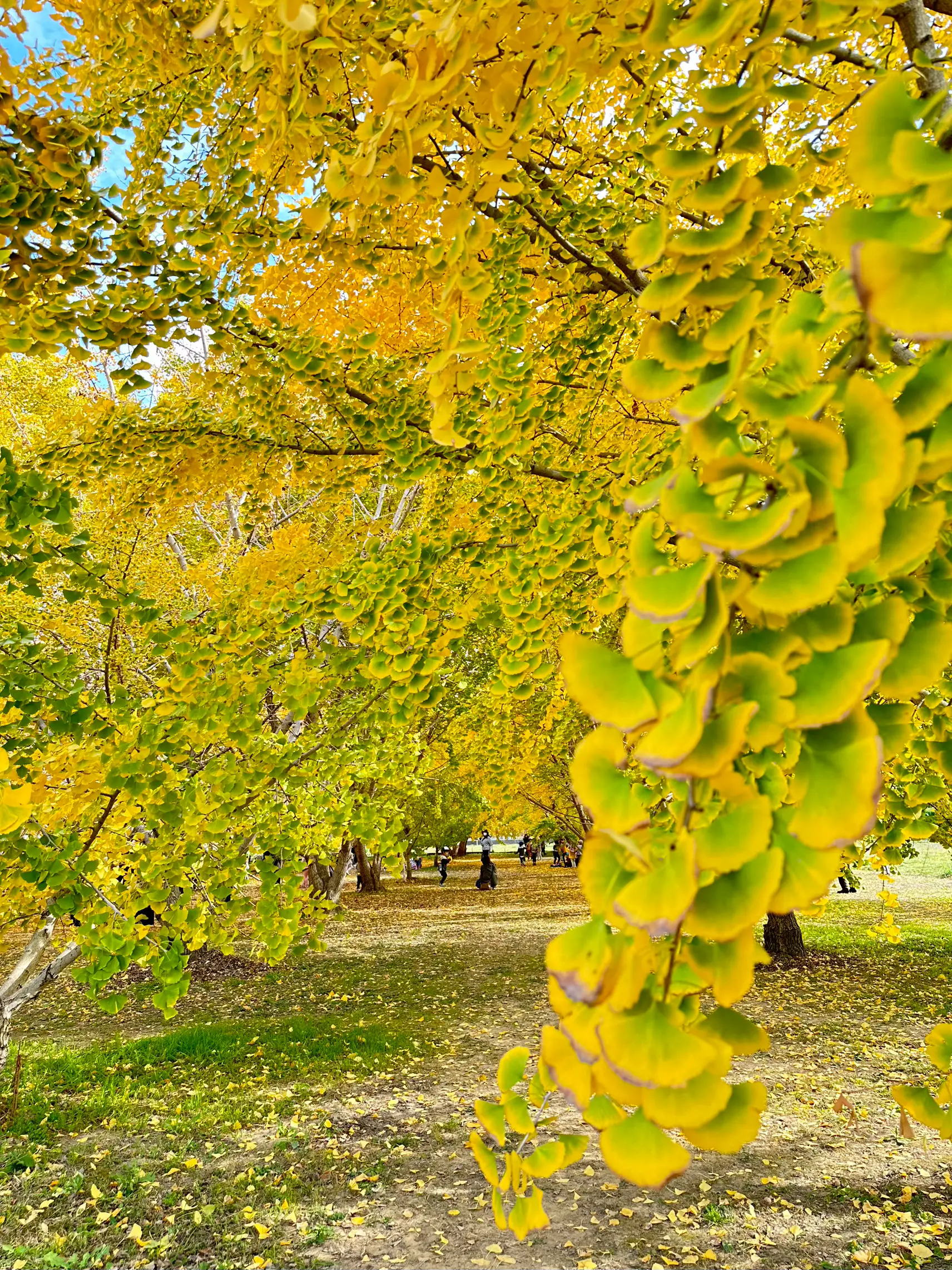 ต้นแปะก๊วยในไท่หยวน | แกลเลอรีที่โพสต์โดย ☆MARI ☆ | Lemon8