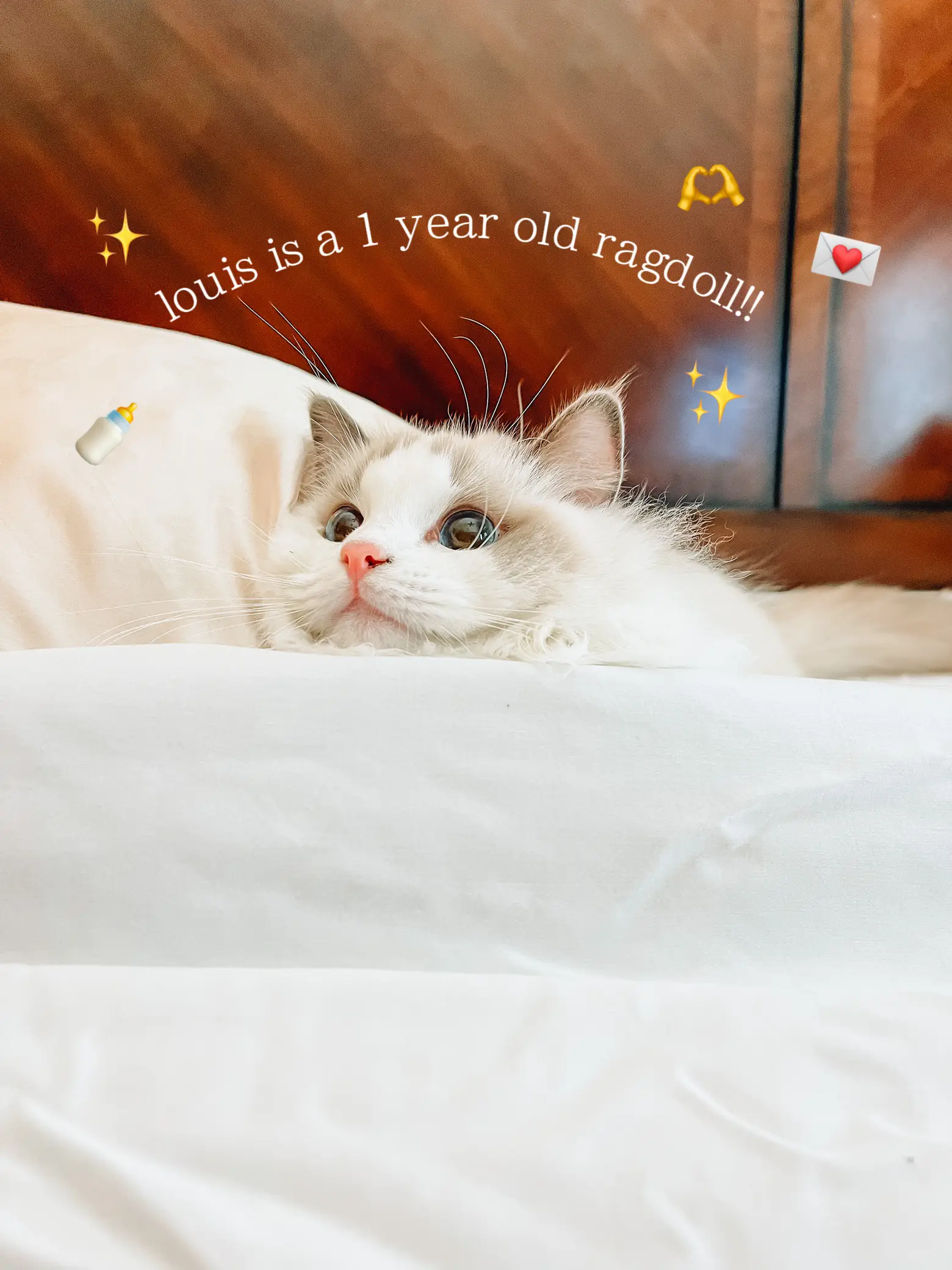 meet louis! my 1 year old ragdoll kitten! 🥹🫶 💌💐🪩 | Gallery posted by bellarosekraft | Lemon8
