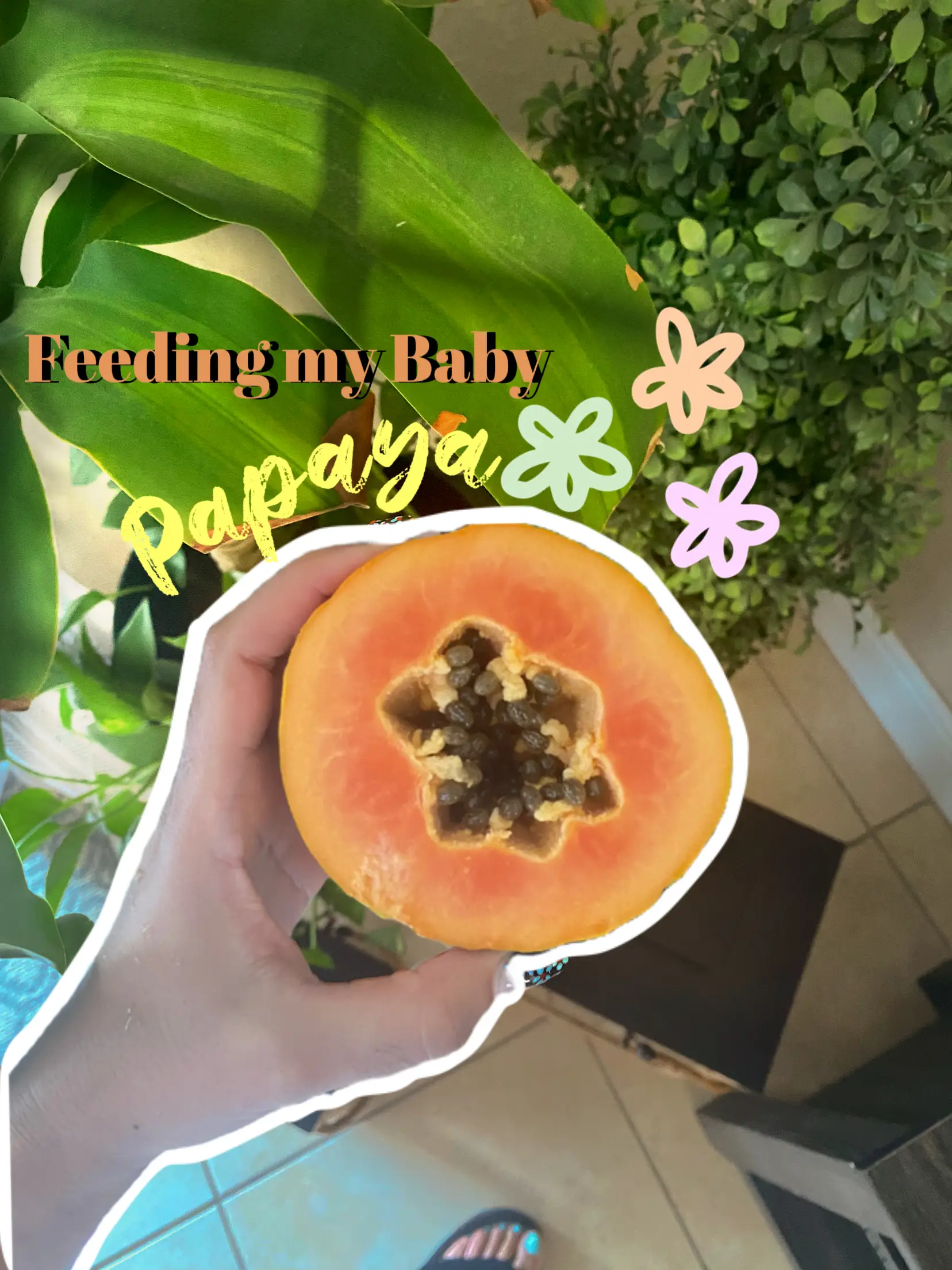 Feeding my baby Papaya for the first time! | แกลเลอรีที่โพสต์โดย Marnie ...