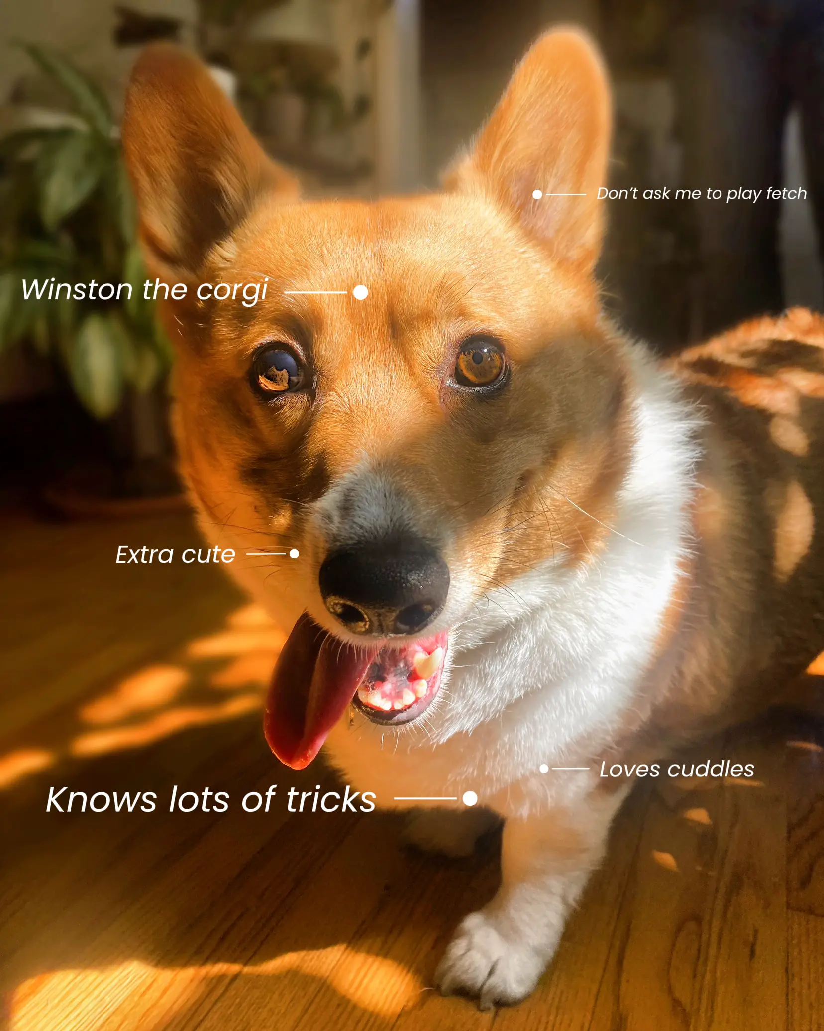 I'm Happy Corgi Engineer Tee Shirt, 59% OFF