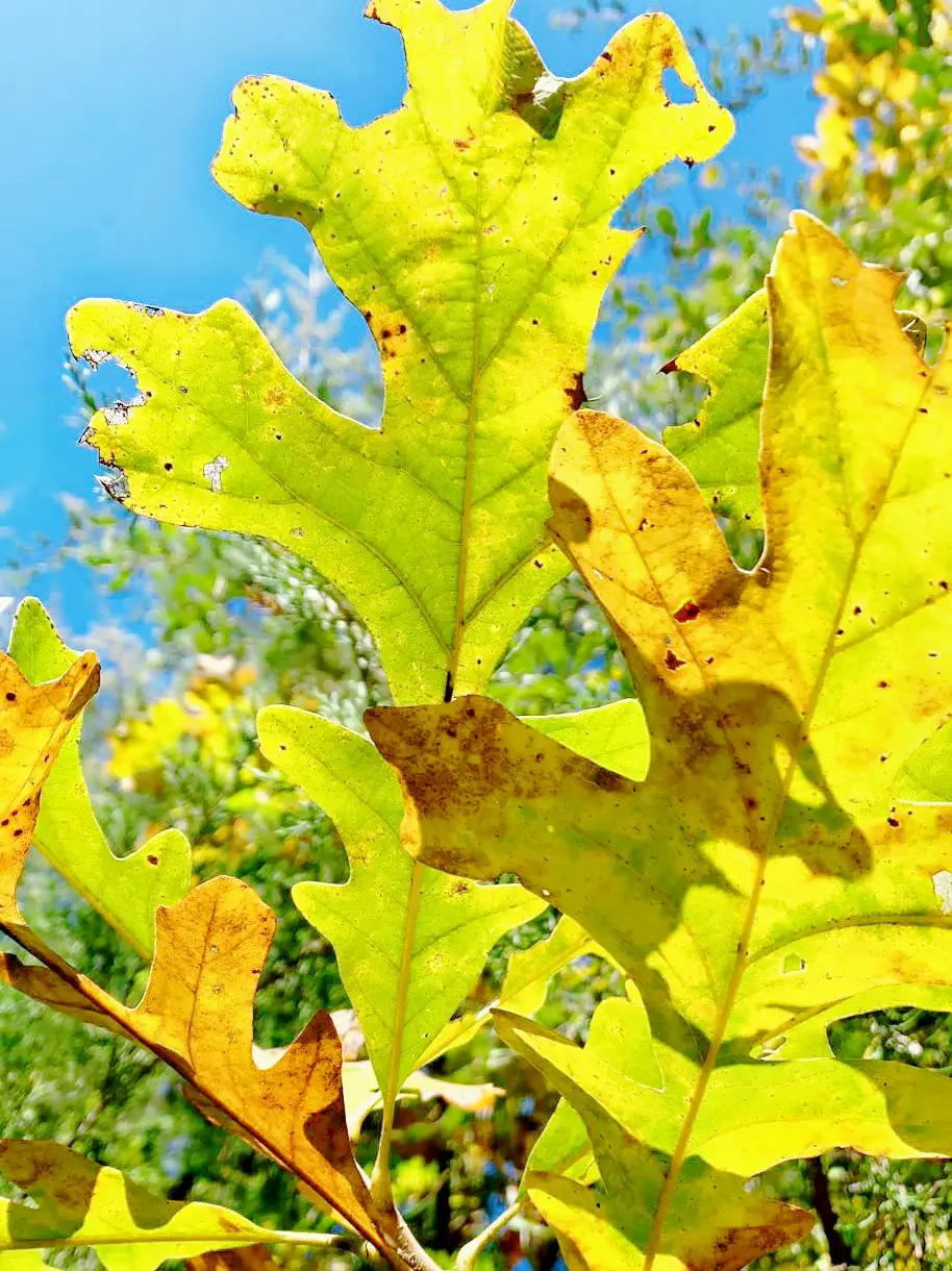 What he looks like to me 🦌🌲 | แกลเลอรีที่โพสต์โดย Iora 🐿️ | Lemon8