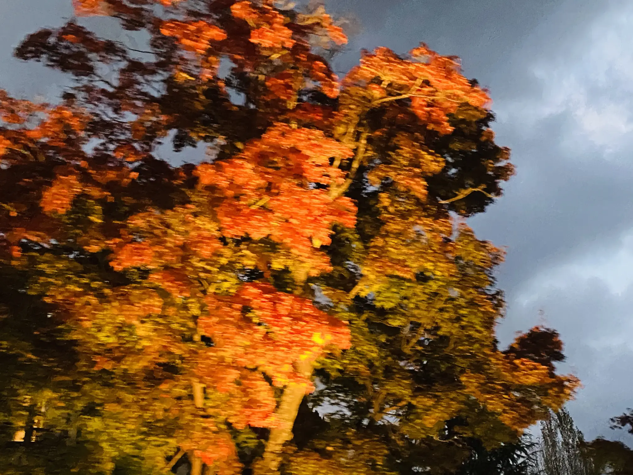 河口湖🍁紅葉回路🍁 | Tomomi.Sasakiが投稿したフォトブック | Lemon8