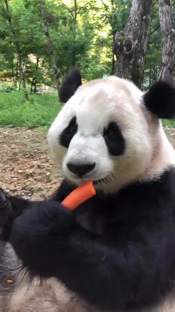 What can be better than chewing panda? | Animals ️の投稿動画 | Lemon8