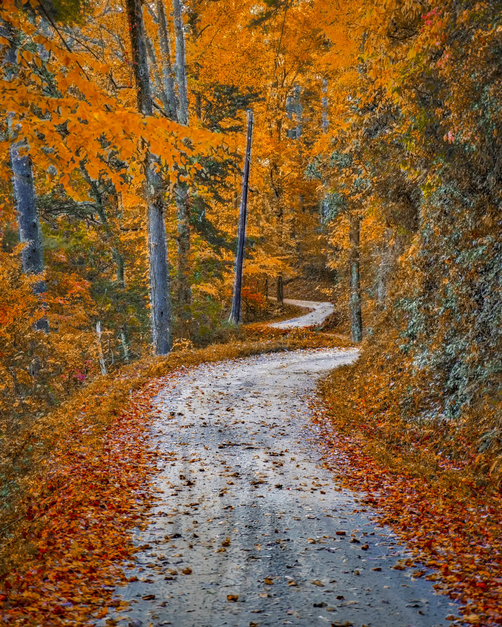 Fall 🍂 in Georgia | Gallery posted by Joe_tatum | Lemon8
