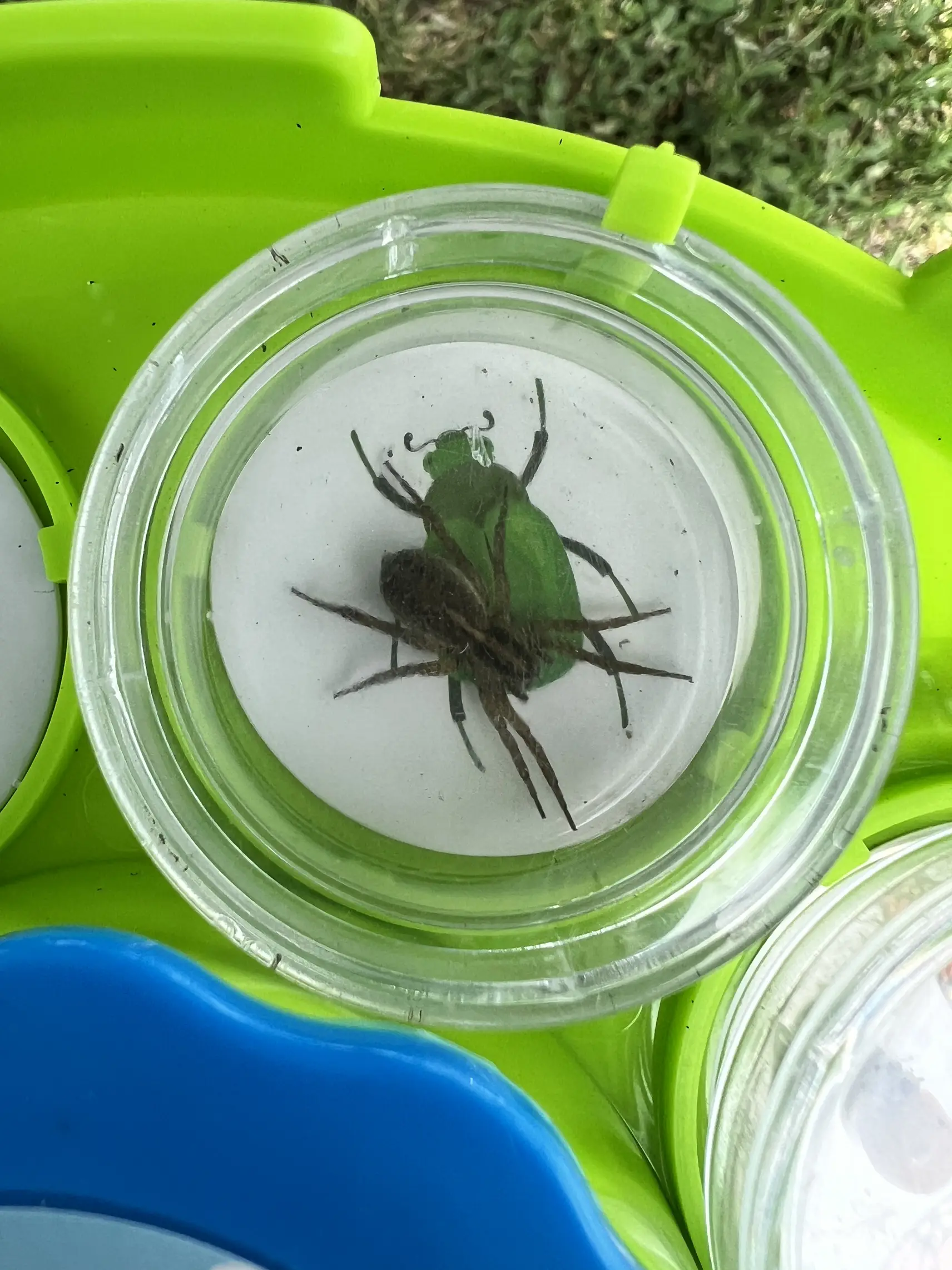 fun bug viewing kit! 🐜 | Galeri diposting oleh m e l a n i e | Lemon8