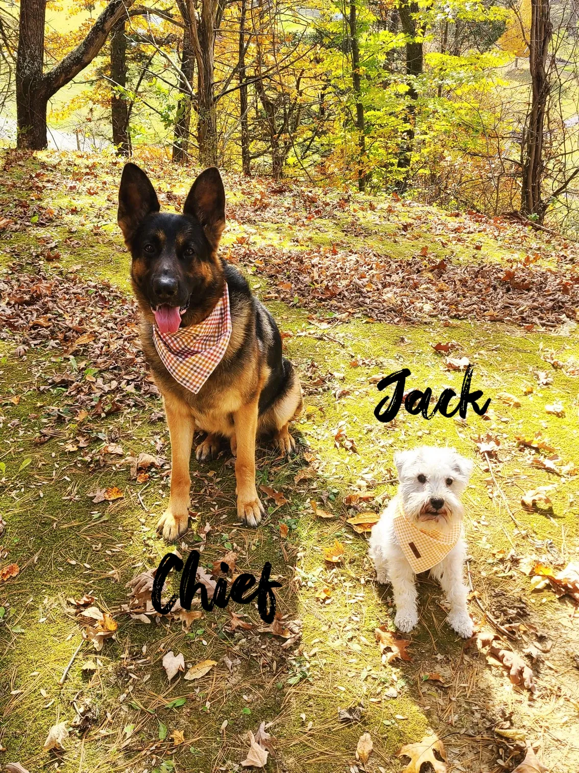 Meet Chief & Jack! | แกลเลอรีที่โพสต์โดย mandi_x3 | Lemon8