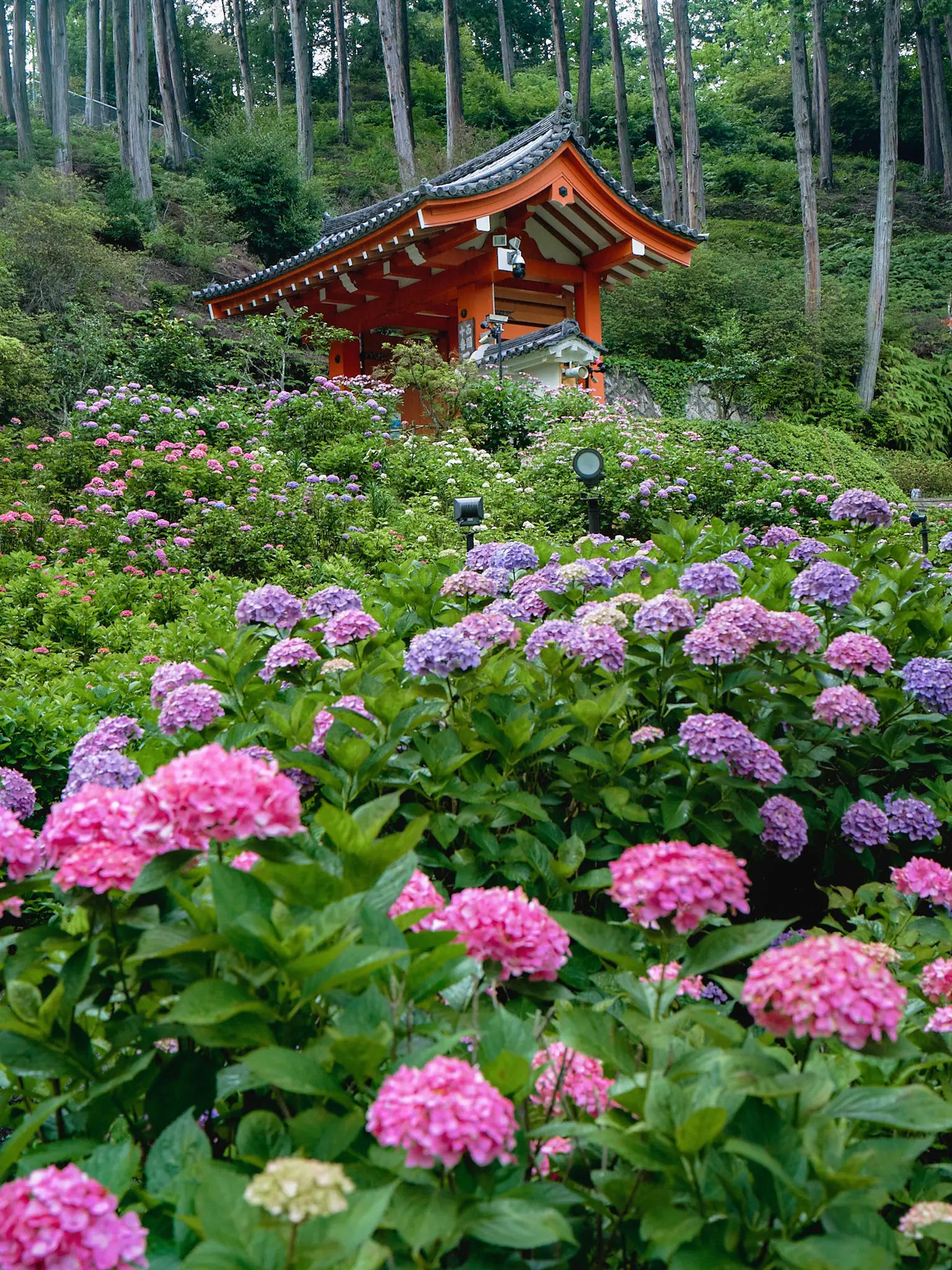 [The only hydrangea illumination in Kansai] Hydrangea of Mimuroto-ji ...