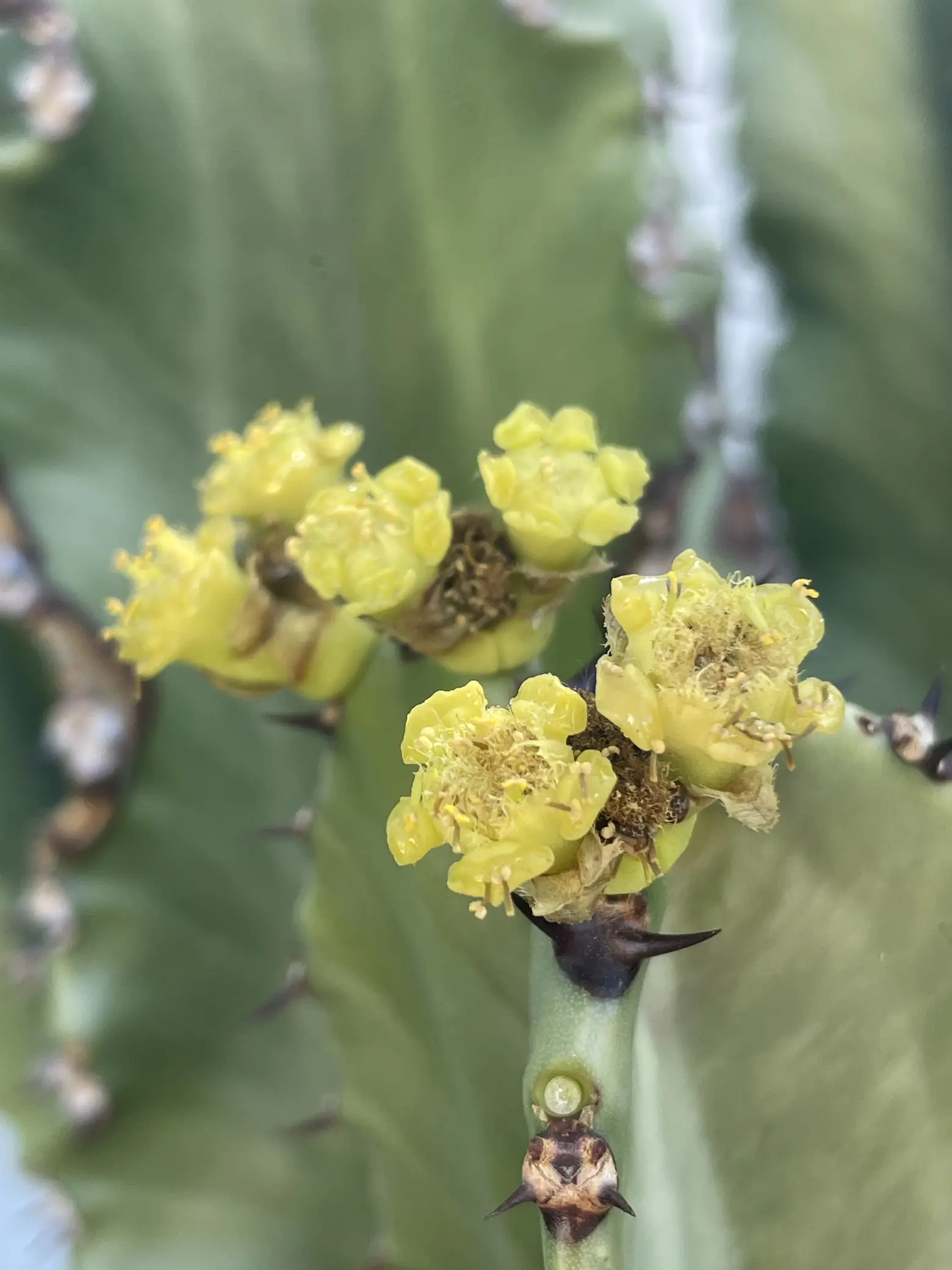 Cactus 🌵 bloom 🌼 | Gallery posted by Lili Scott | Lemon8