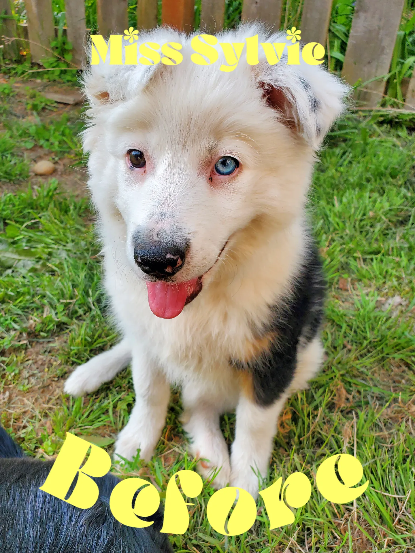 Before and After 🐾🐾 | Gallery posted by Sissy 🍋 | Lemon8