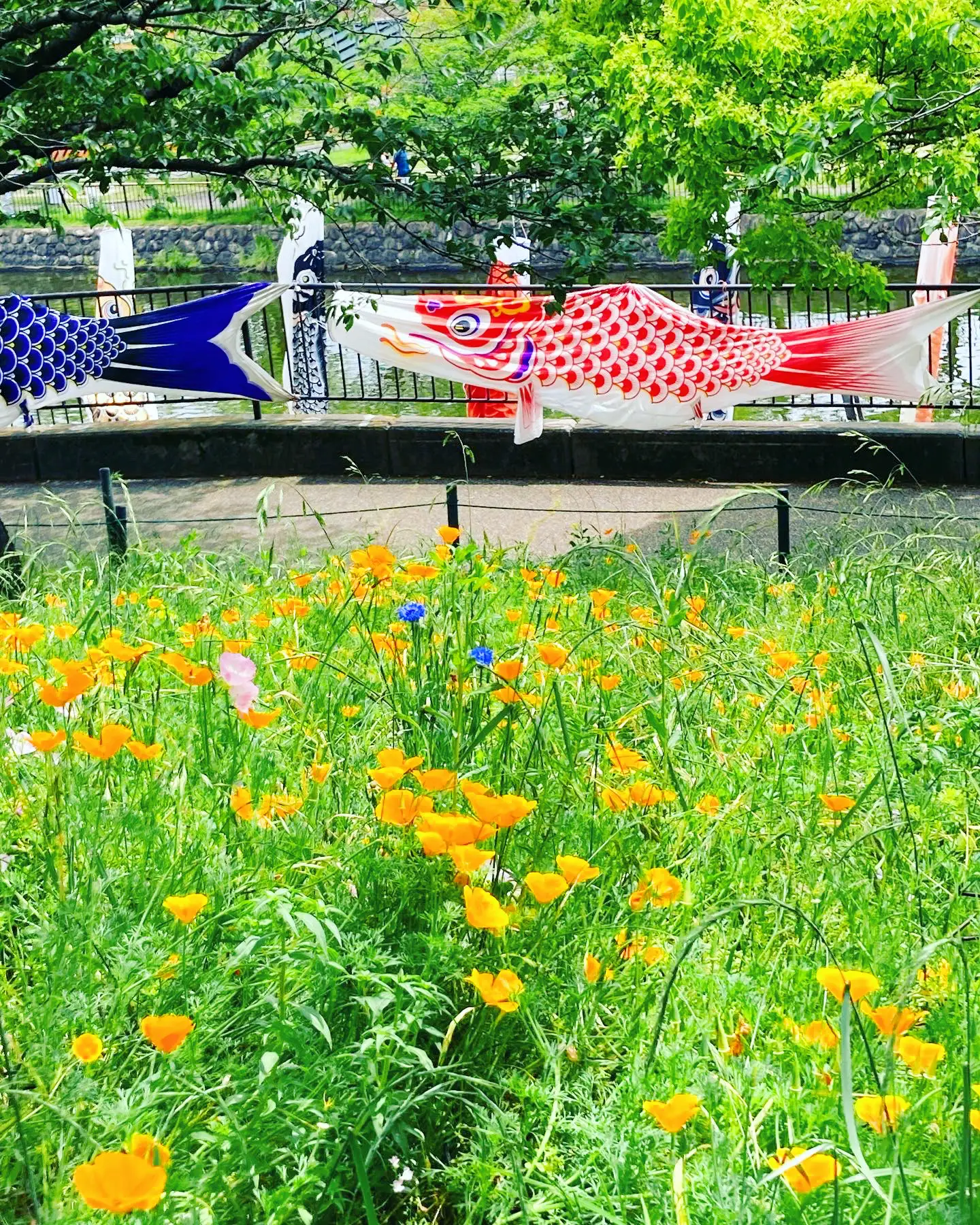 【愛知/蟹江】佐屋川創郷公園 こいのぼり | TOMOが投稿したフォトブック | Lemon8