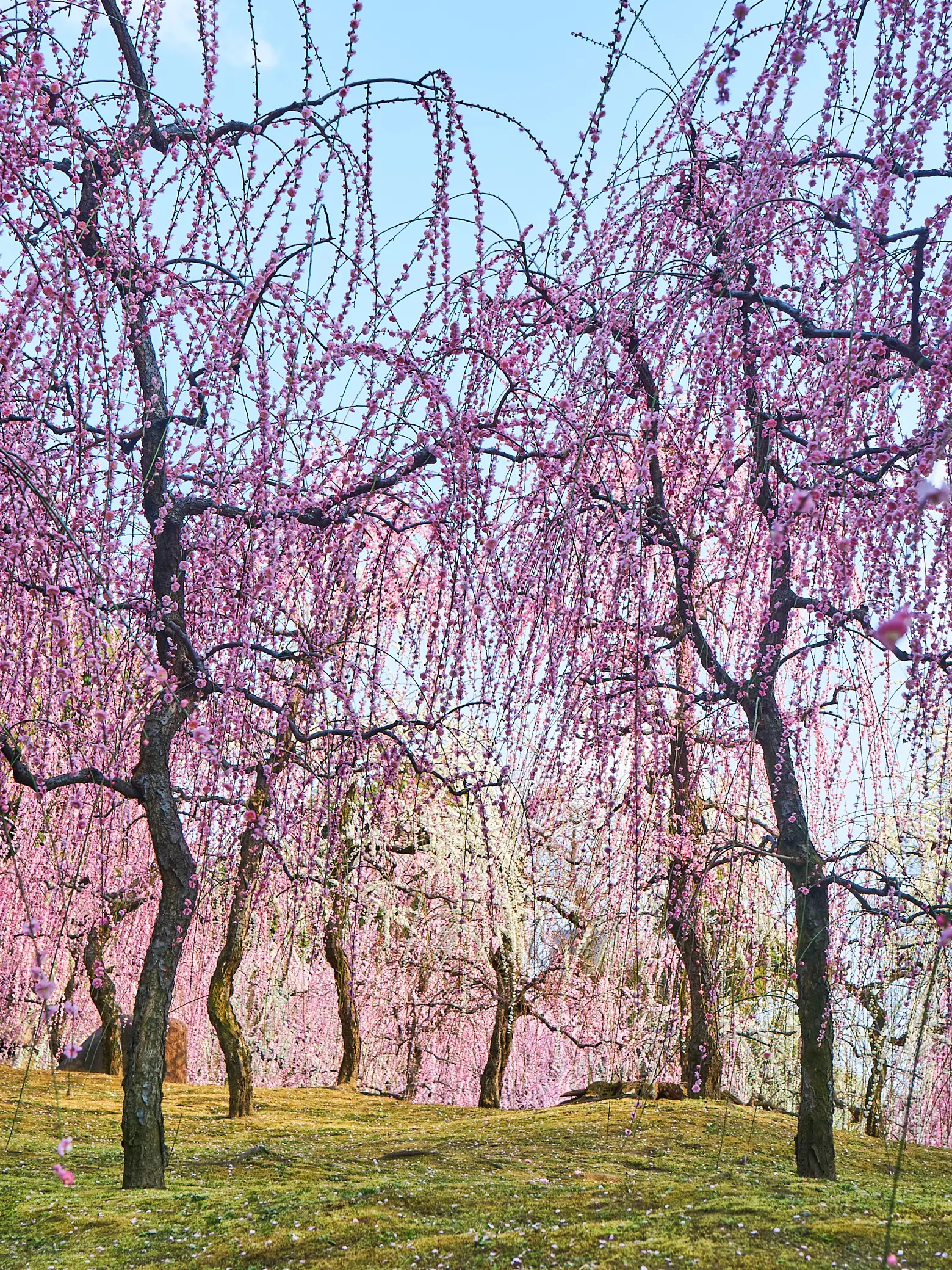 Kansai Plum Famous Place 】 Weeping Plum and Falling Camellia (Kyoto ...