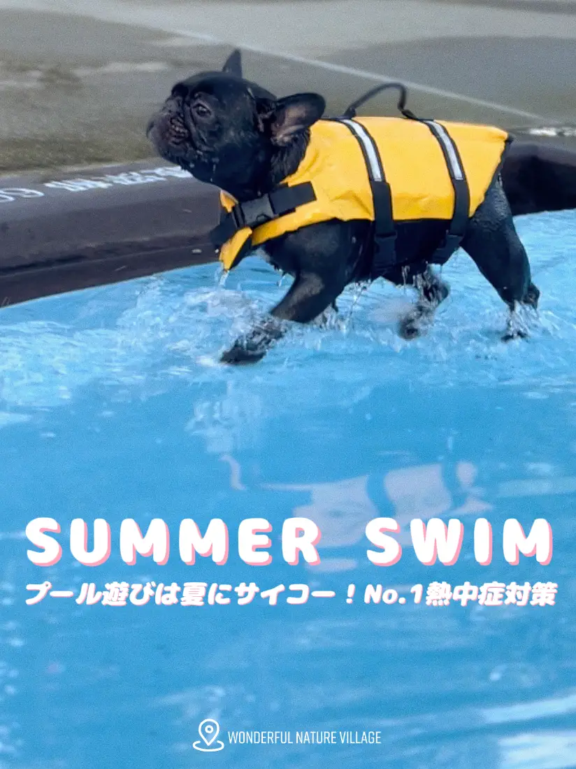🫧夏に水遊びはサイコー！【コメントにてオススメの犬向け夏スポットを教えてください💌】 | EIGHT🎱ハチの投稿動画 | Lemon8