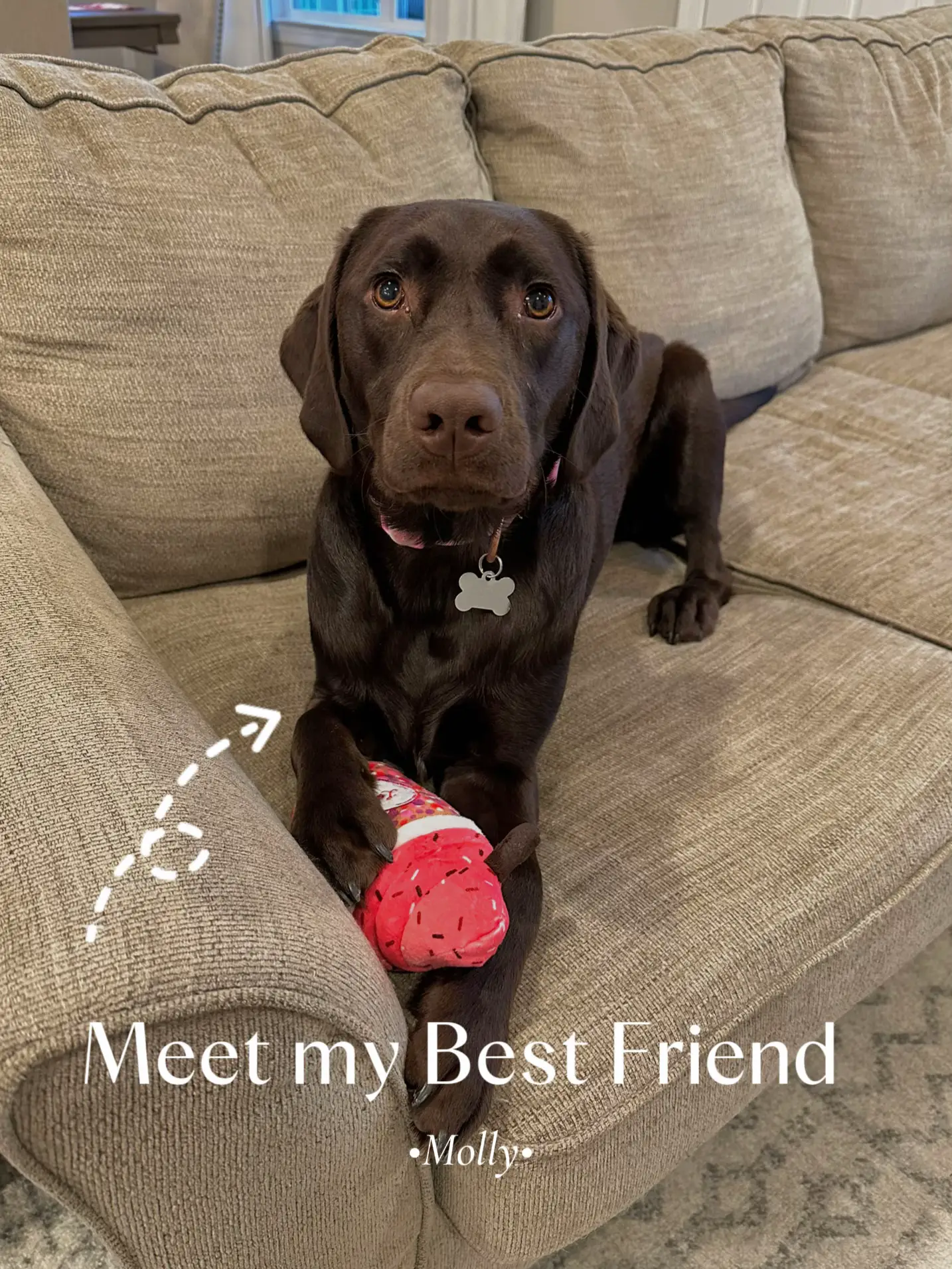 My (fur) best friend 🐶‼️ | Gallery posted by Katie Judge | Lemon8