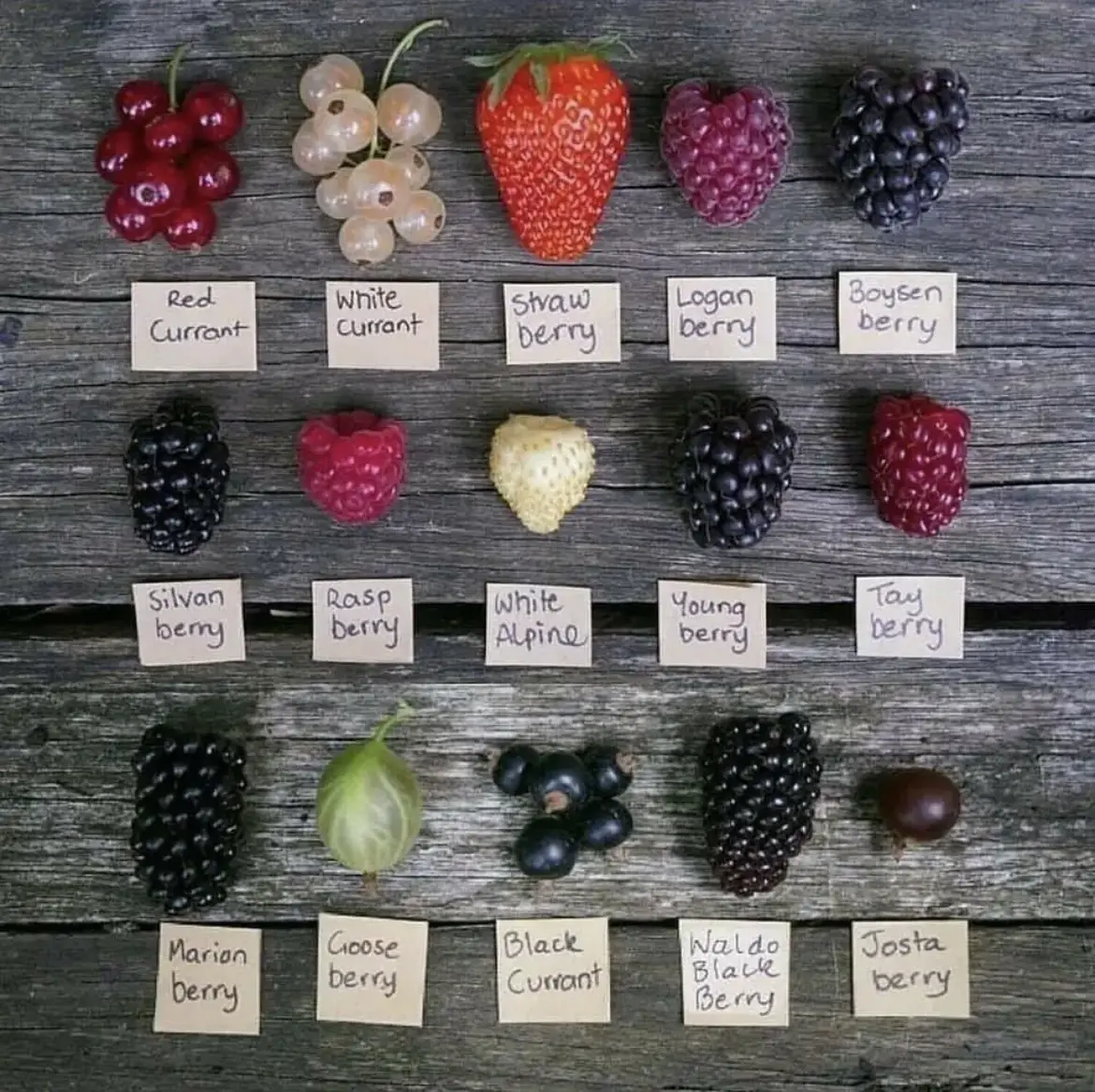 Not book related but berry important | แกลเลอรีที่โพสต์โดย ...