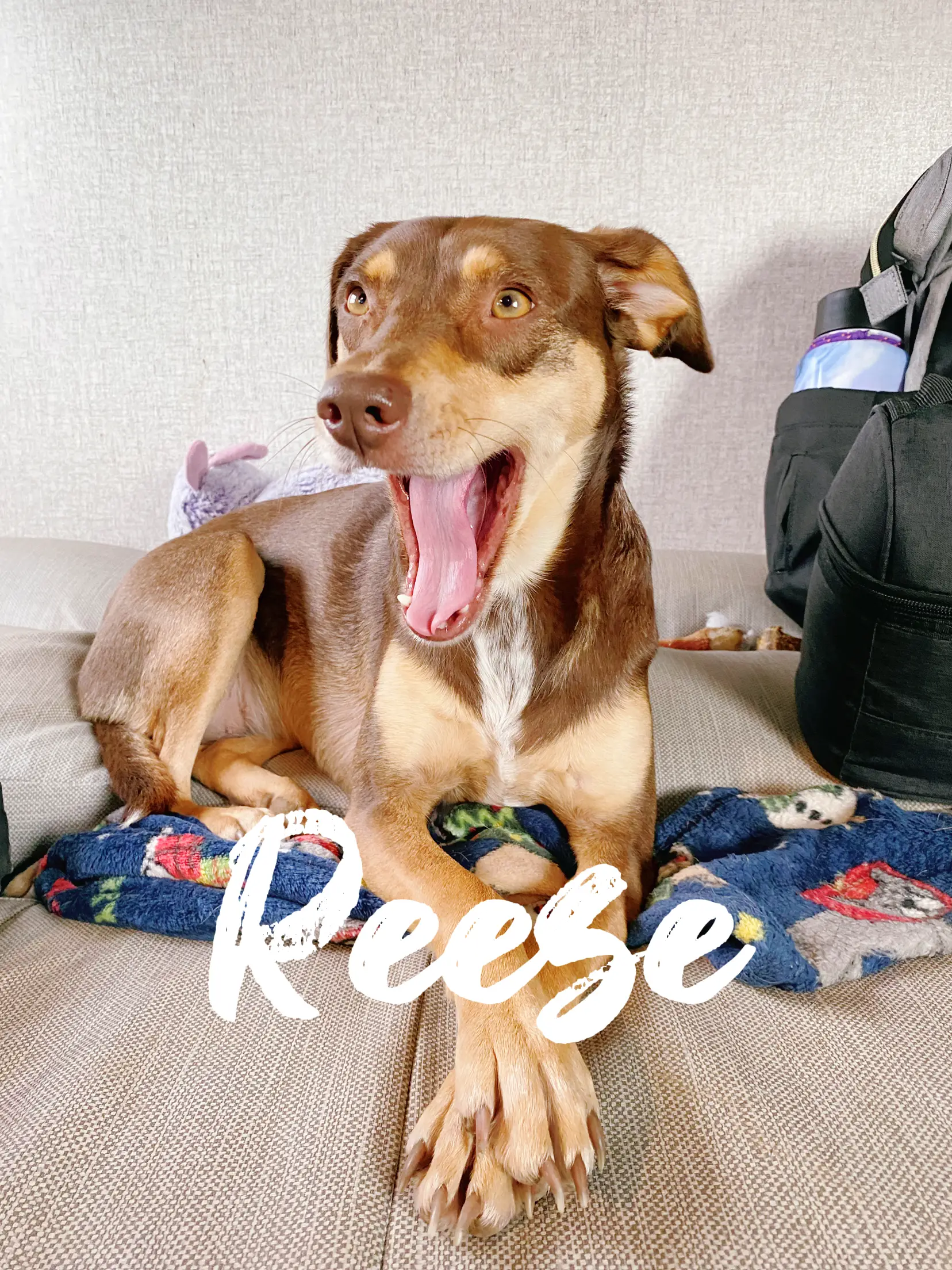 🐾 Meet the Pack 🐾 | แกลเลอรีที่โพสต์โดย The Culpeeps | Lemon8