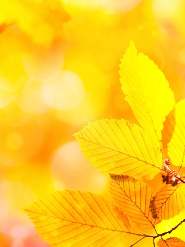Yellow Tree Wallpapers | Gallery posted by Janet | Lemon8