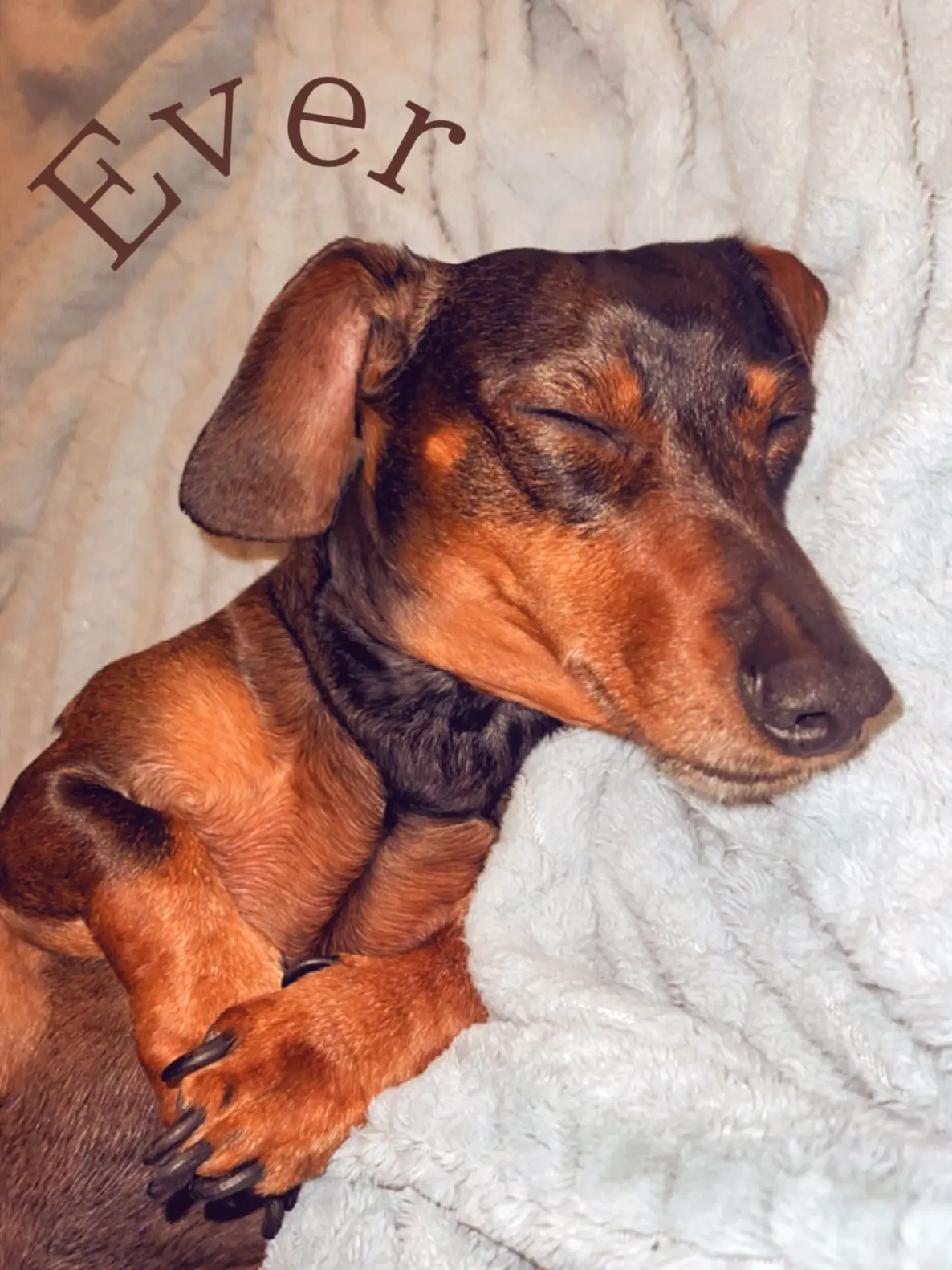 Winer Dogs | Gallery posted by Kayla Allen | Lemon8