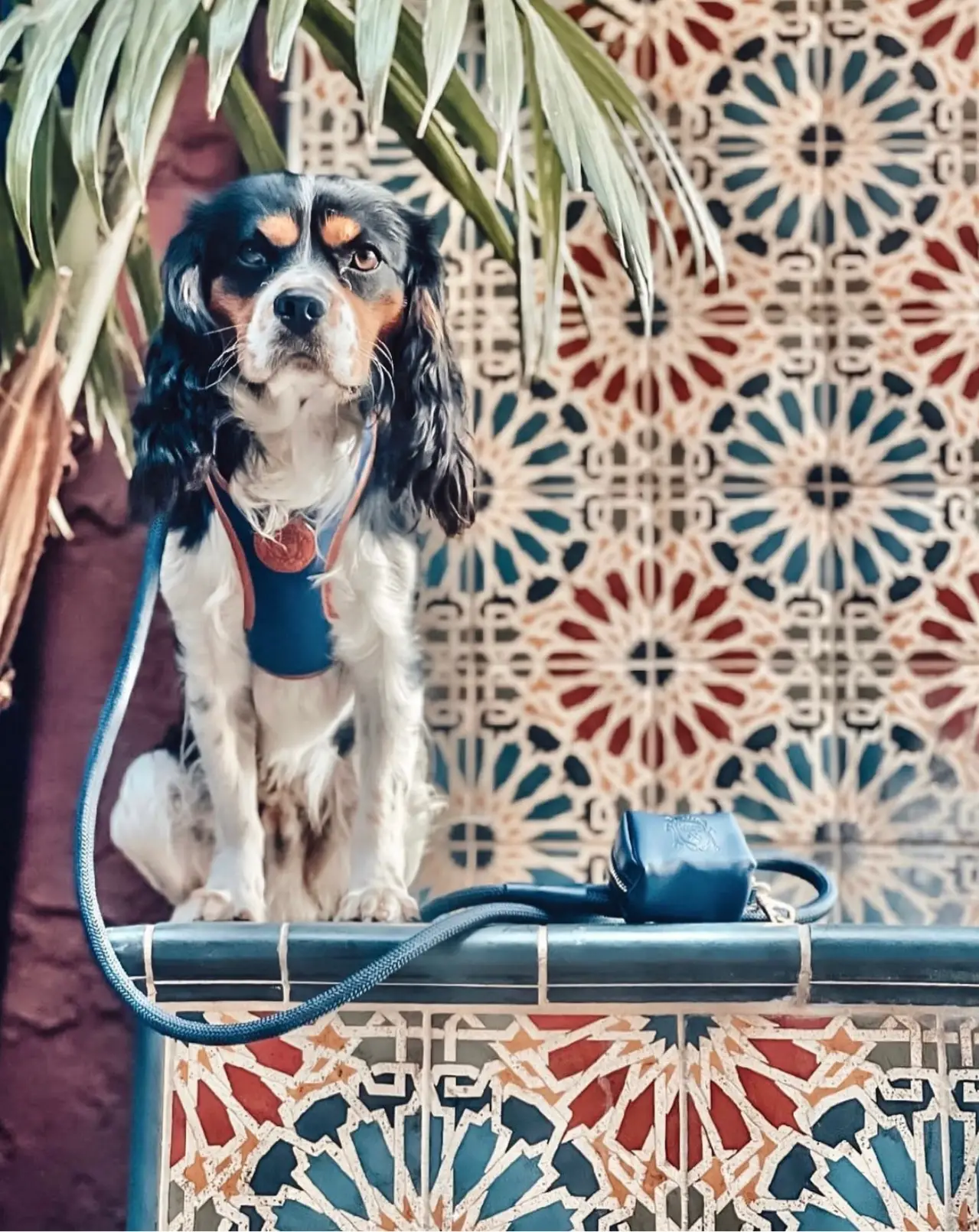 Classic Sapphire Dog Harness | แกลเลอรีที่โพสต์โดย Doggie Republic | Lemon8