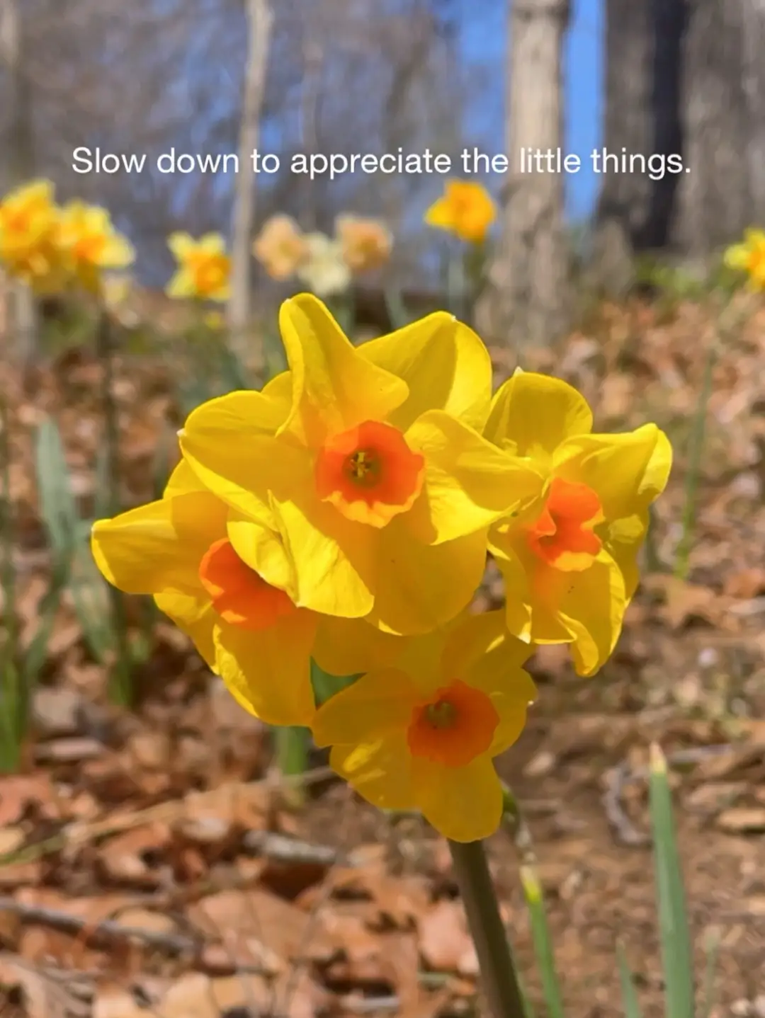 Reminder: Don’t miss out on the little things! 🫶🏼 | Video published by Michelle 🌻 | Lemon8