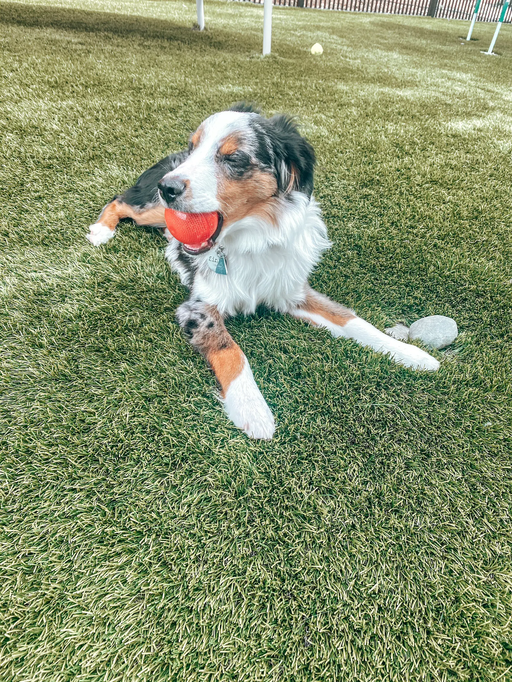 Australian Shepherd Memes - Lemon8 Search