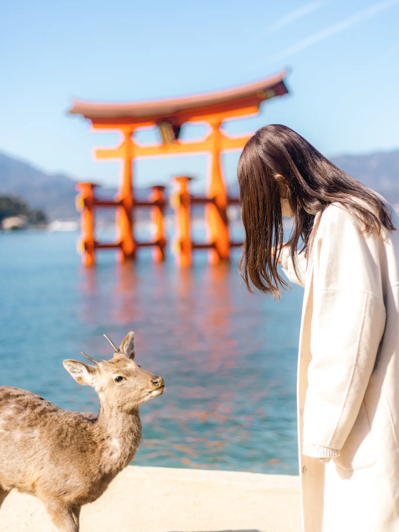 มิยาจิมะ🦌⛩สามมุมมองของญี่ปุ่น [จังหวัดฮิโรชิมะ] | แกลเลอรีที่โพสต์โดย pos.camp | Lemon8