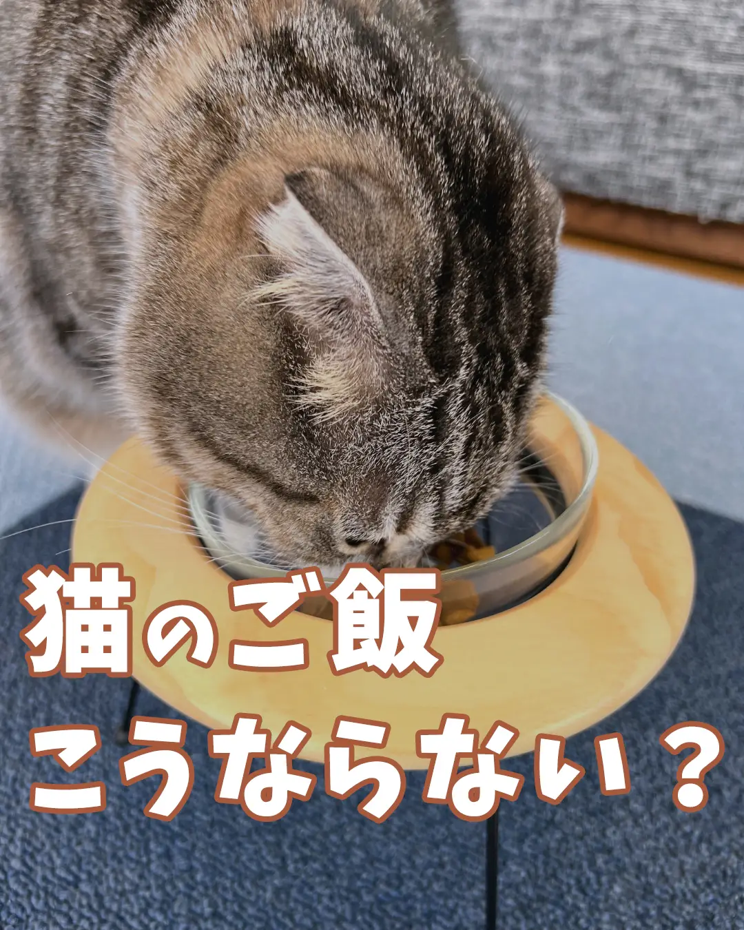 猫のご飯あるある8選!あなたの猫ちゃんどうですか?😸 ねこぞーが投稿したフォトブック Lemon8