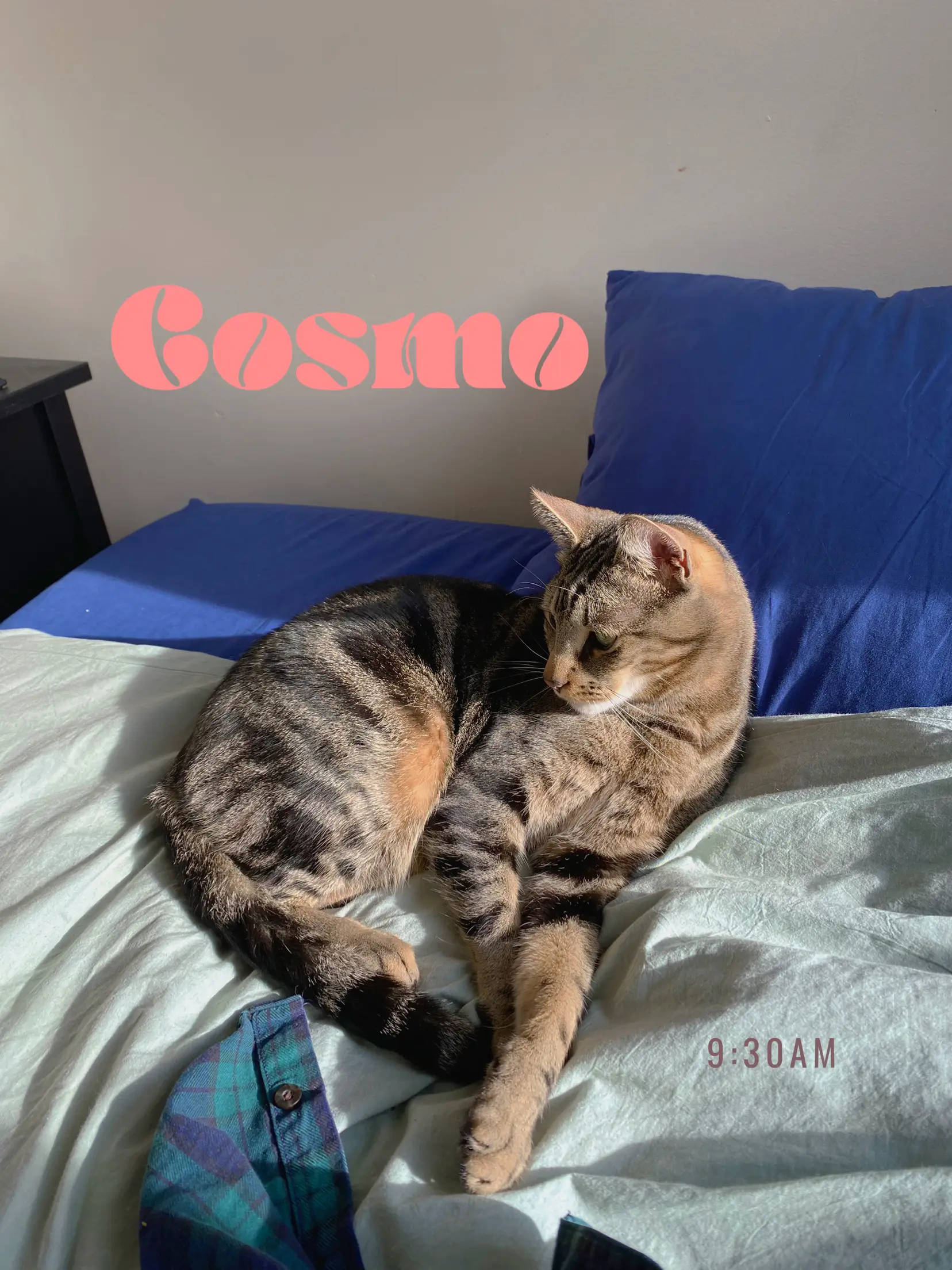 Introducing my cat Cosmo to th | Gallery posted by Jesterjulester | Lemon8