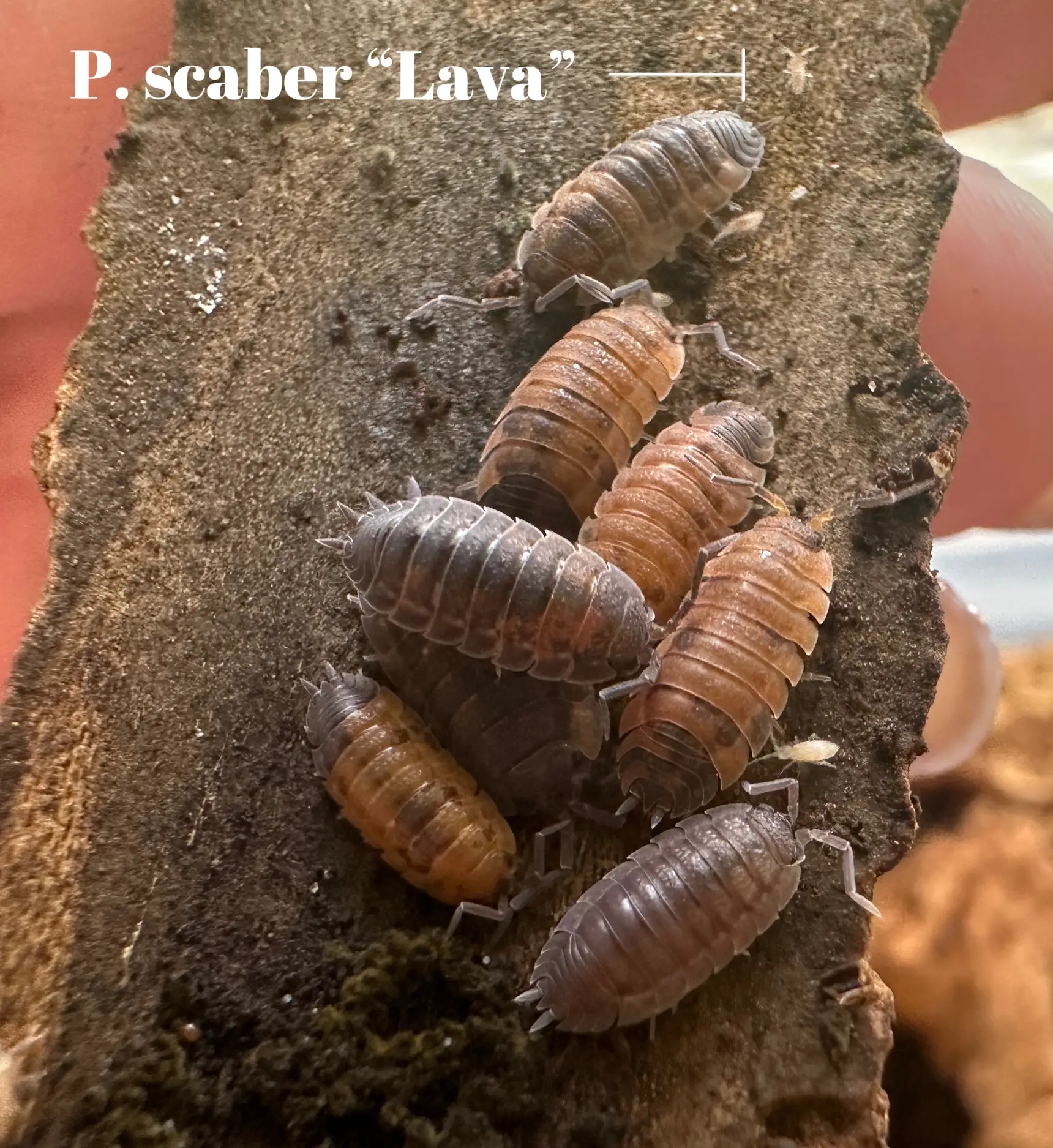 Porcellio scaber “Lava” isopods | Gallery posted by Great Invert | Lemon8