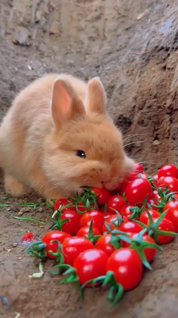 I'm following everyone that follow me ️🥰😘 | Video published by Pets Lovers | Lemon8