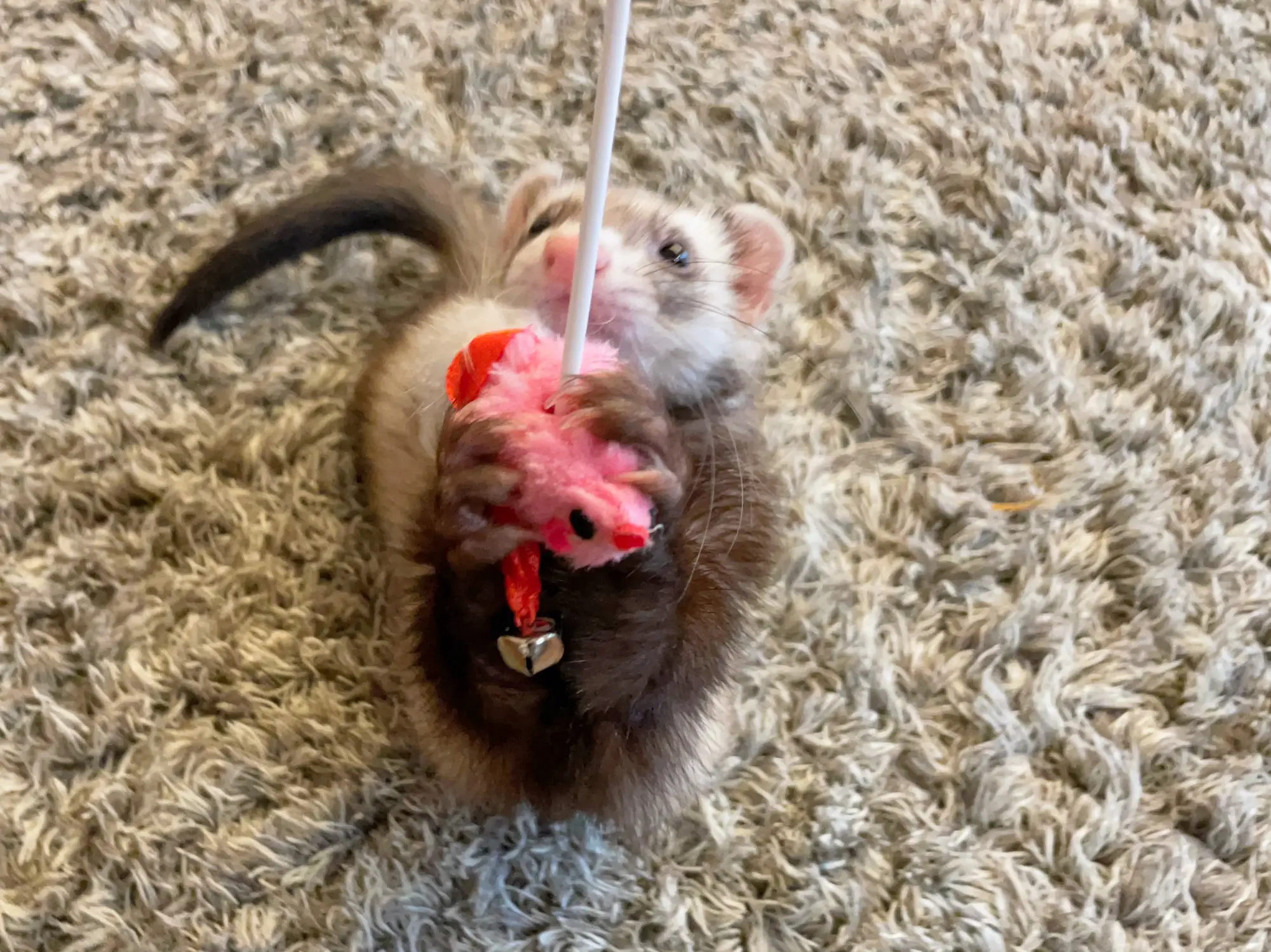 Ferret "Kawa" playing with toys | Gallery posted by kawa★yuki | Lemon8