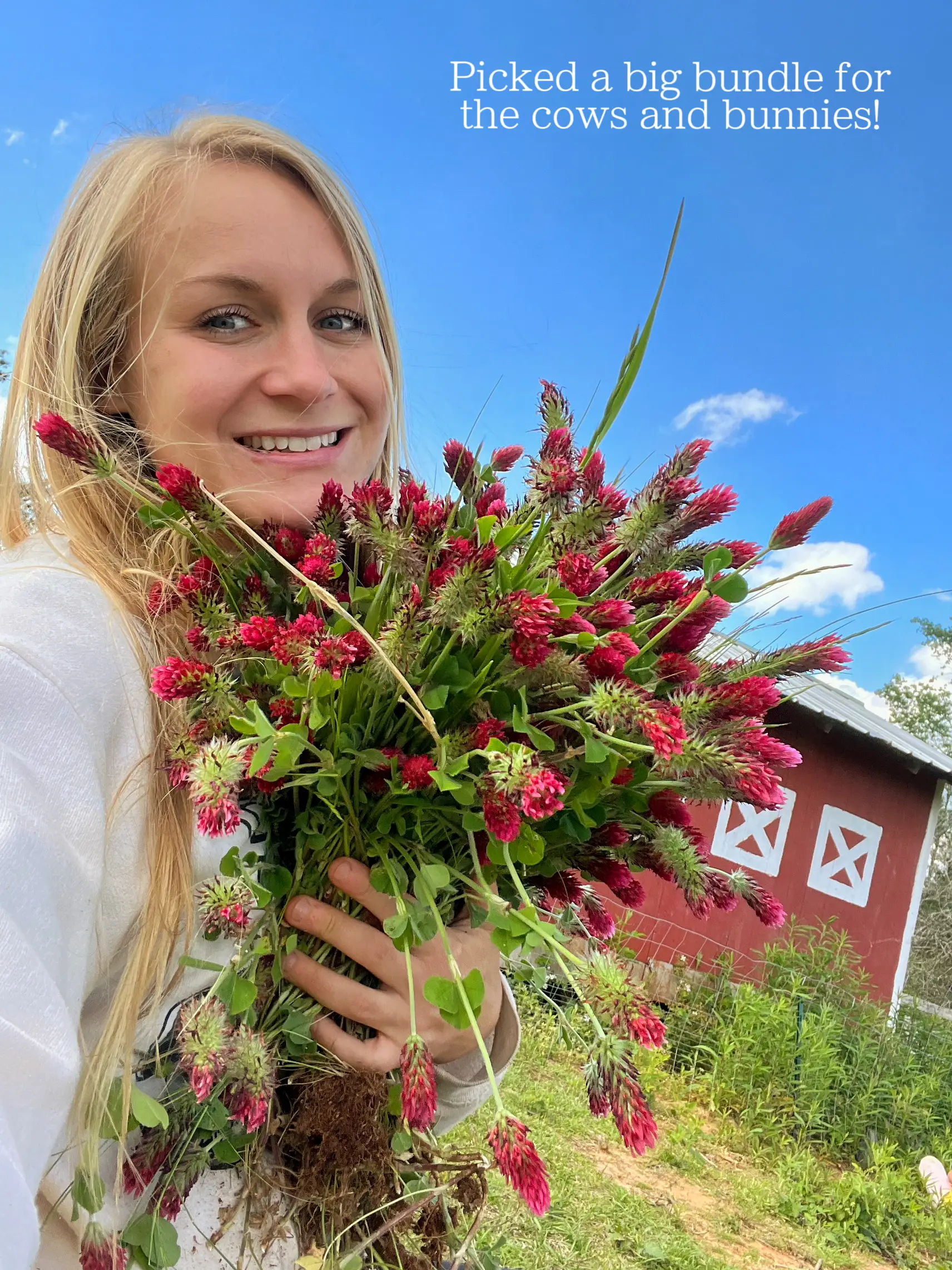 When the clovers bloom! | Gallery posted by Ourwintonhome | Lemon8