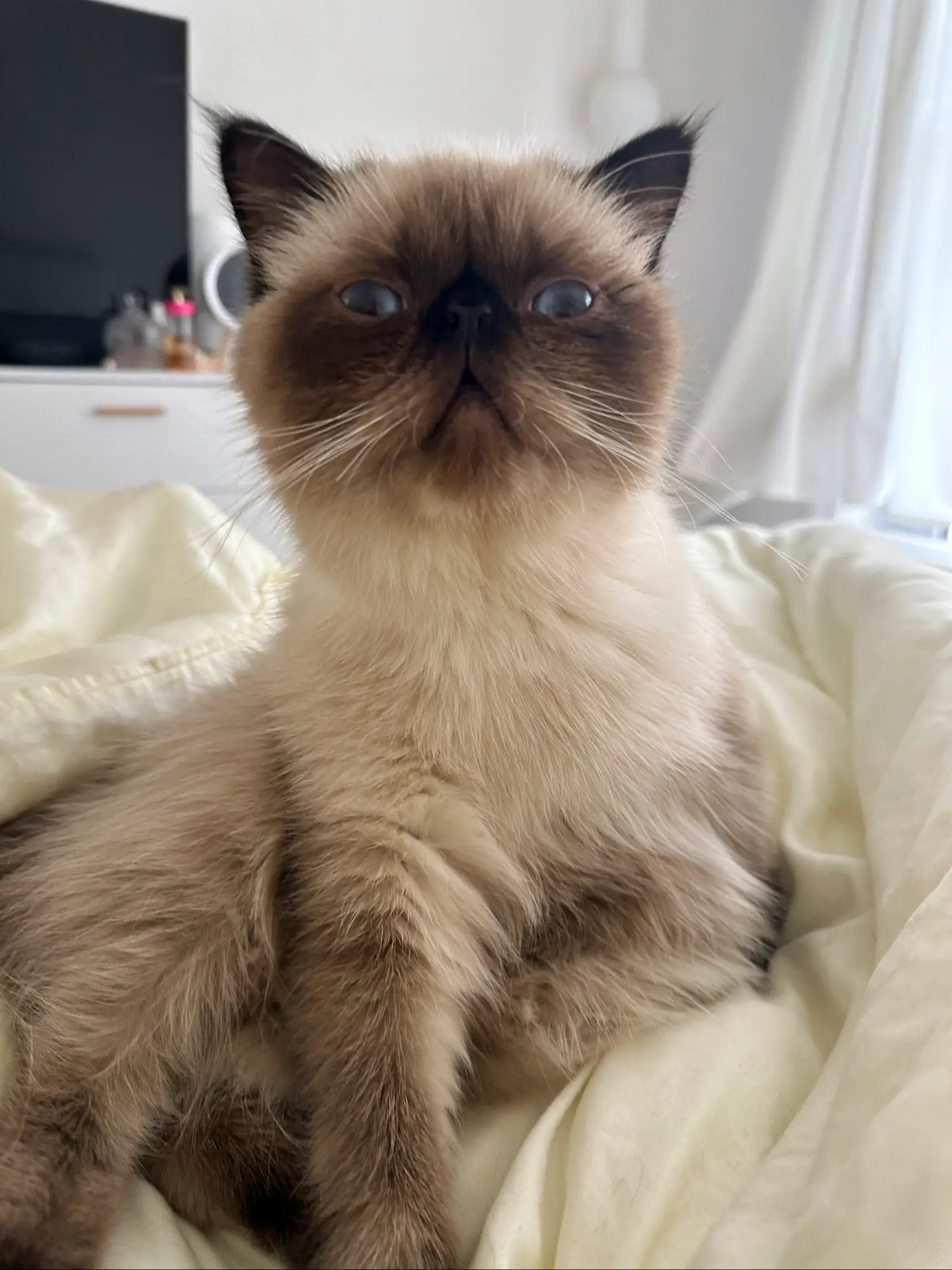 Paw-sture check | Gallery posted by Muffin & Mochi | Lemon8